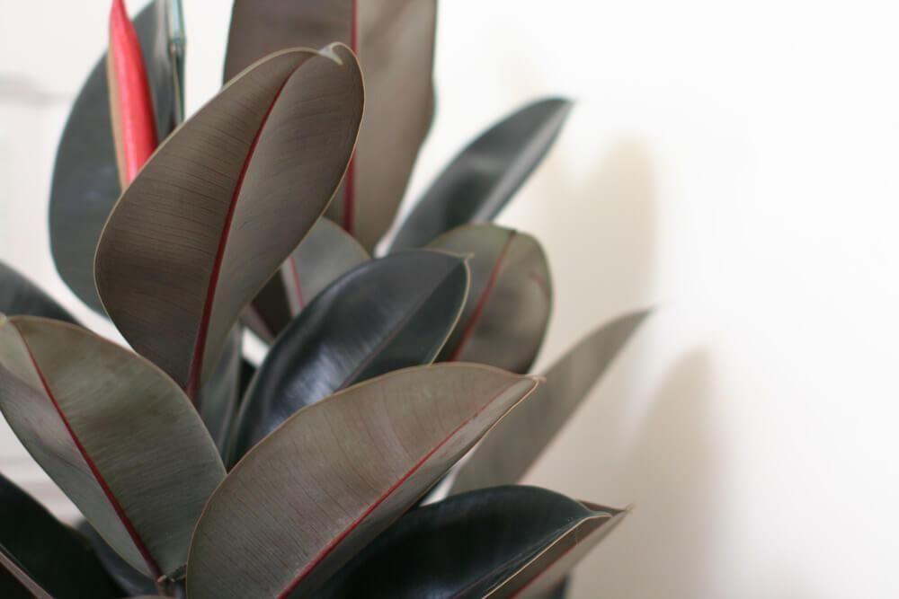 Rubber Tree With Nursery Pot Large 2 – 3 ft tall, potted plant, shipped ...