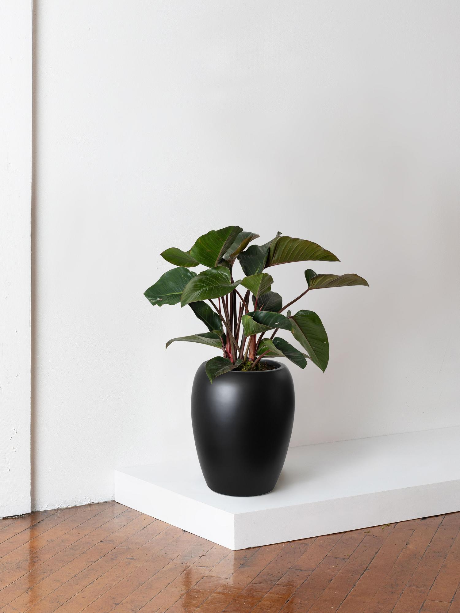 Red Congo With Calix Pot Large ~3 ½ – 4 ft tall, potted plant, shipped ...