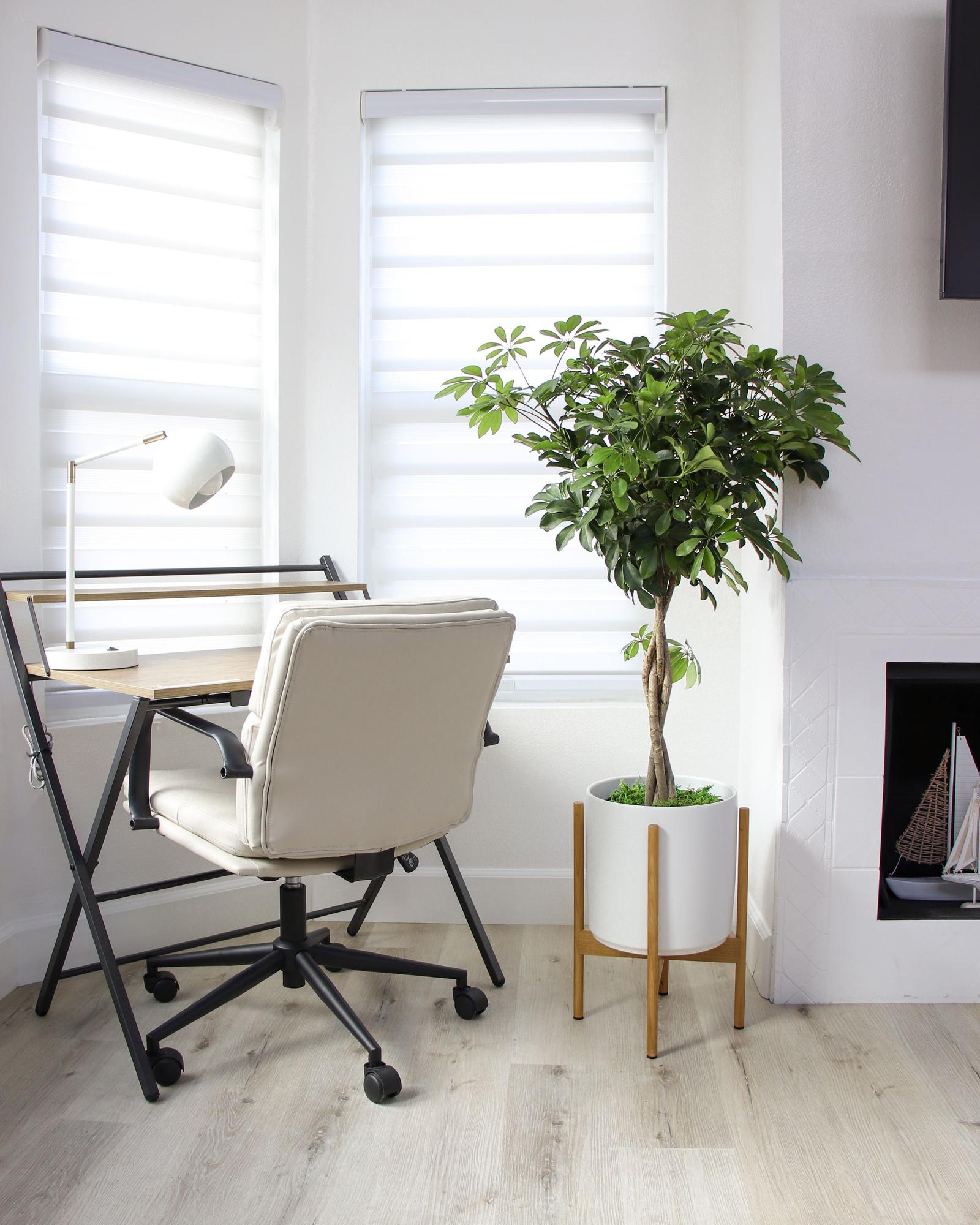 Braided Schefflera Tree With Mid-Century Pot Large 3.5 ft tall, potted ...