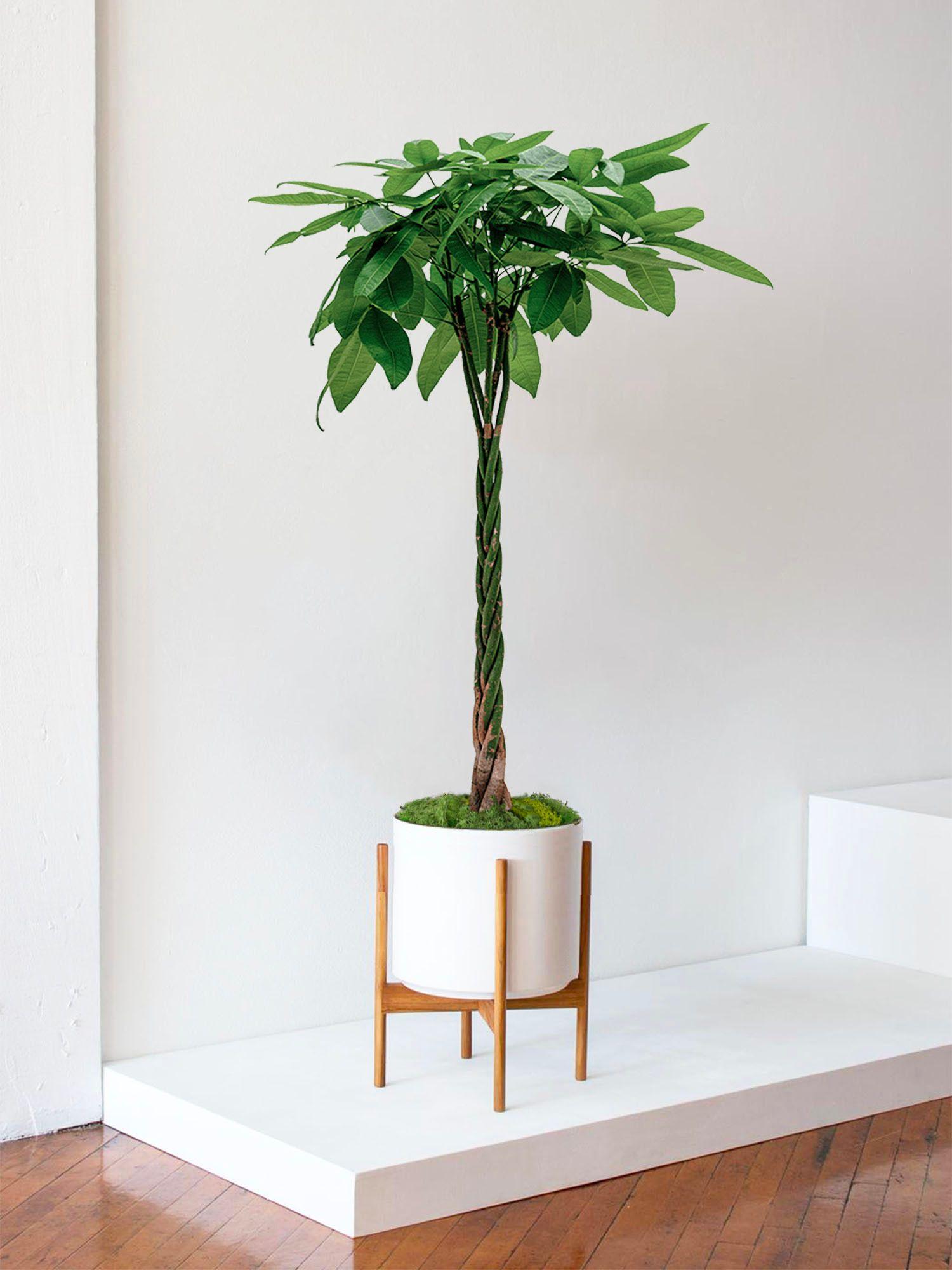 Pachira Aquatica Extra Large (1m50) Mid-Century – Le 32 - Velvet blanc ...