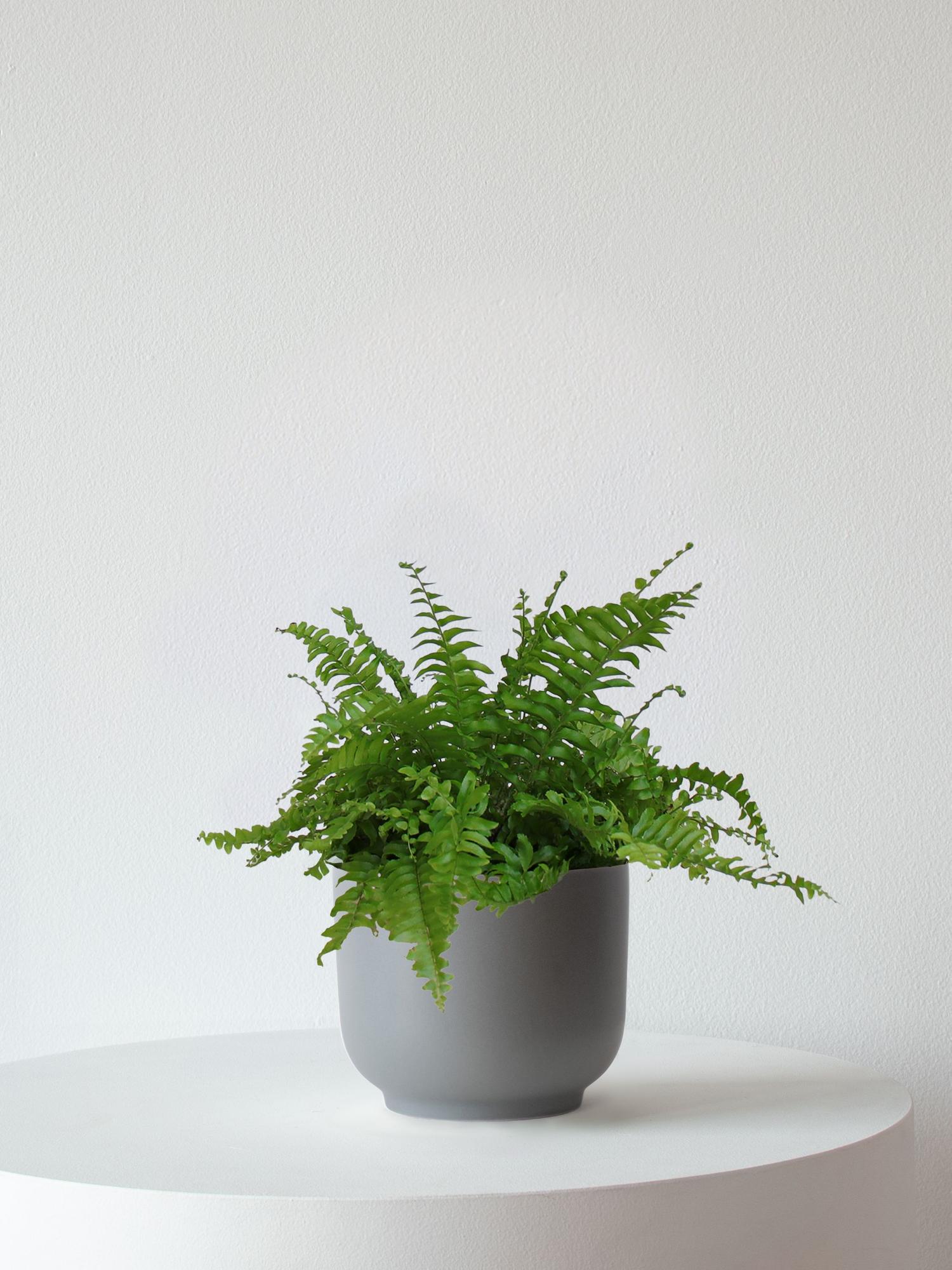 Boston Fern With Nouvelle Pot Medium 1 ft tall – Black Nouvelle Ceramic, potted plant, shipped ...