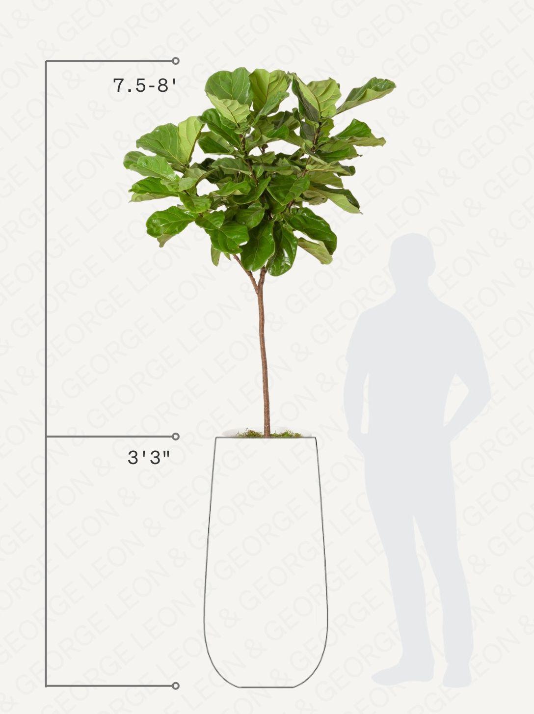 Fiddle Leaf Fig Tree With Flute Pot Extra Large 7 ½ - 8ft tall ...