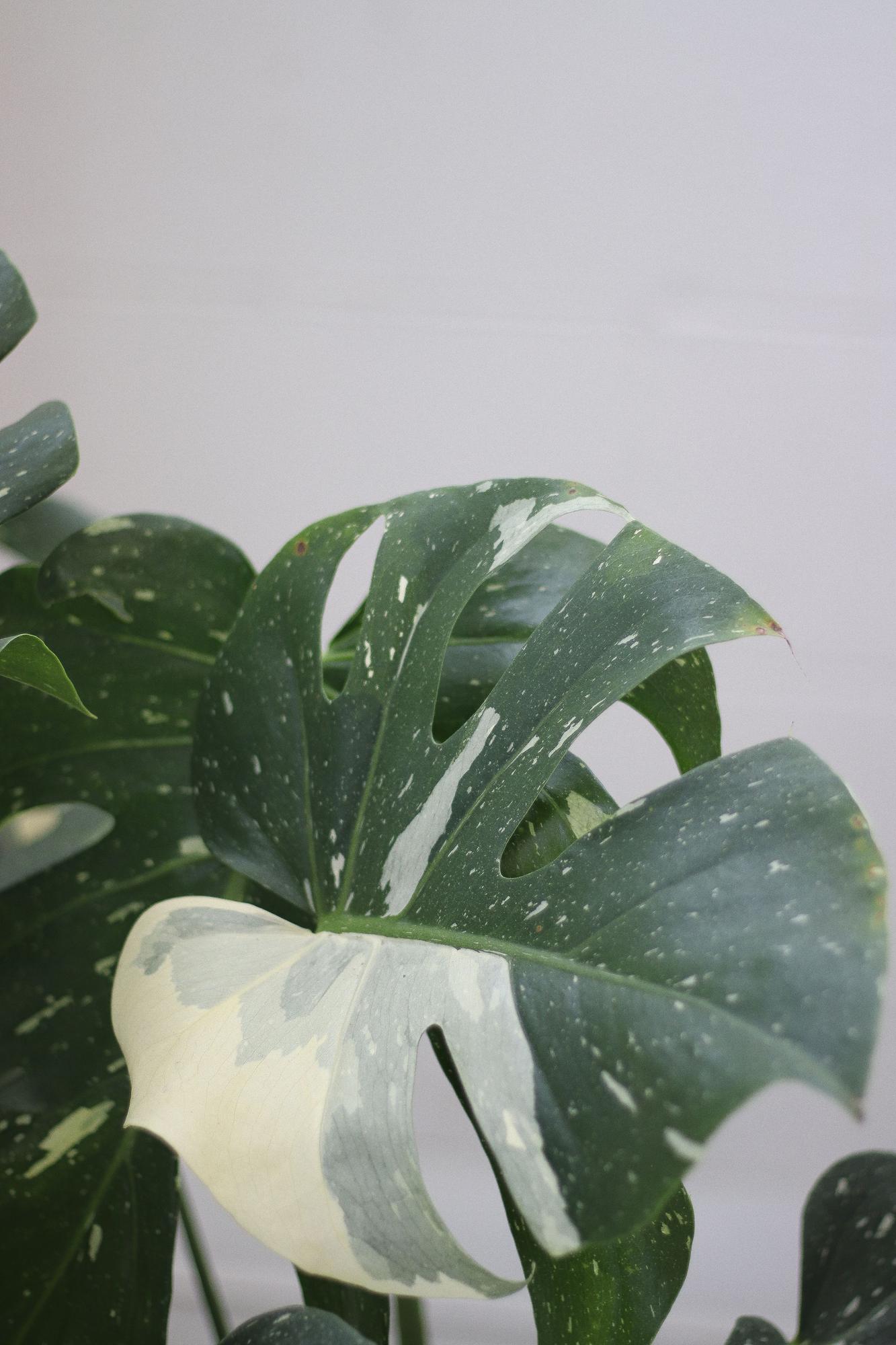 Monstera Thai Constellation Large (2’8” ft tall), potted plant, shipped ...