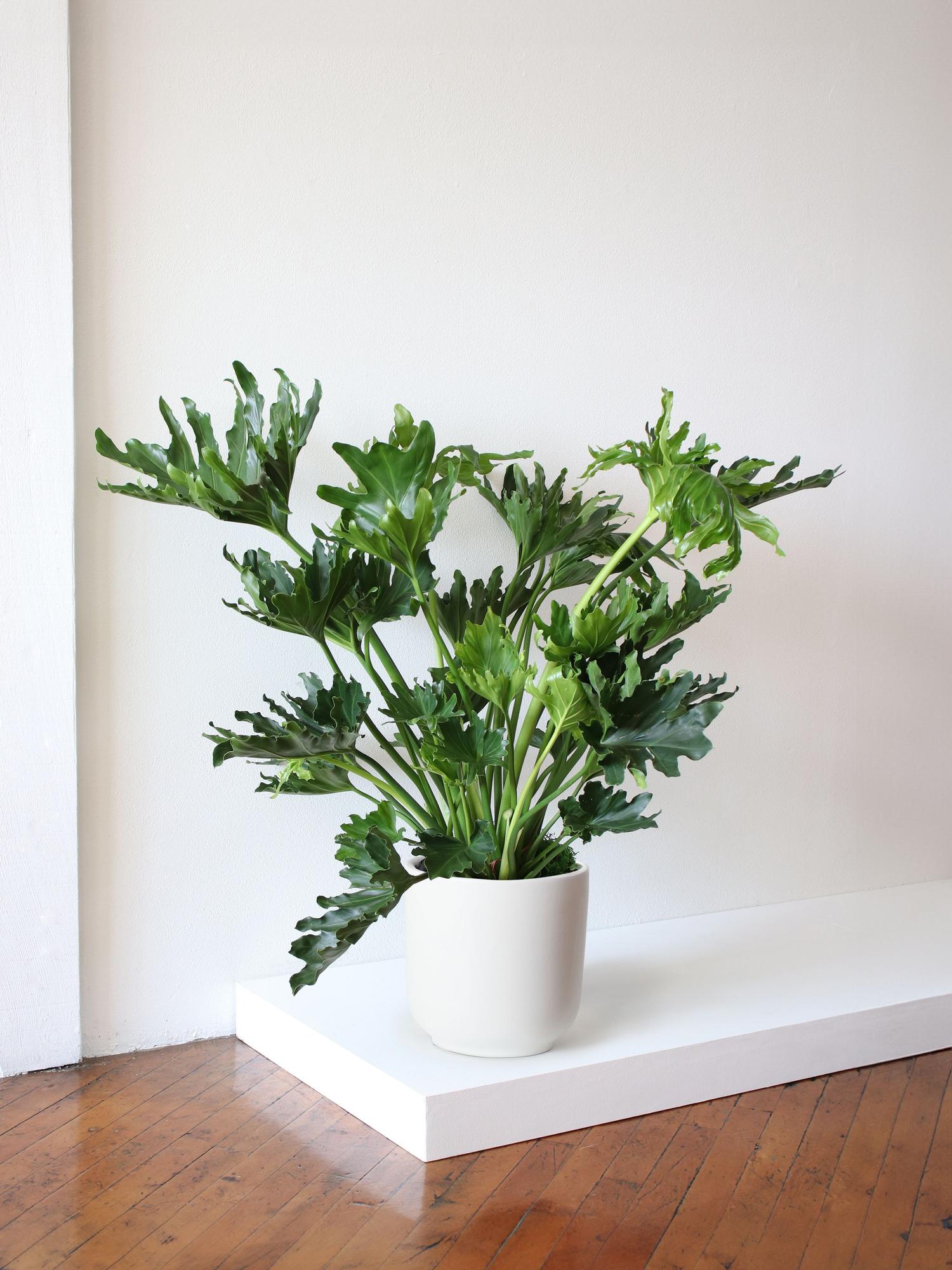Hope Philodendron With Nouvelle Ceramic Pot Large 3 - 3½ FT TALL ...