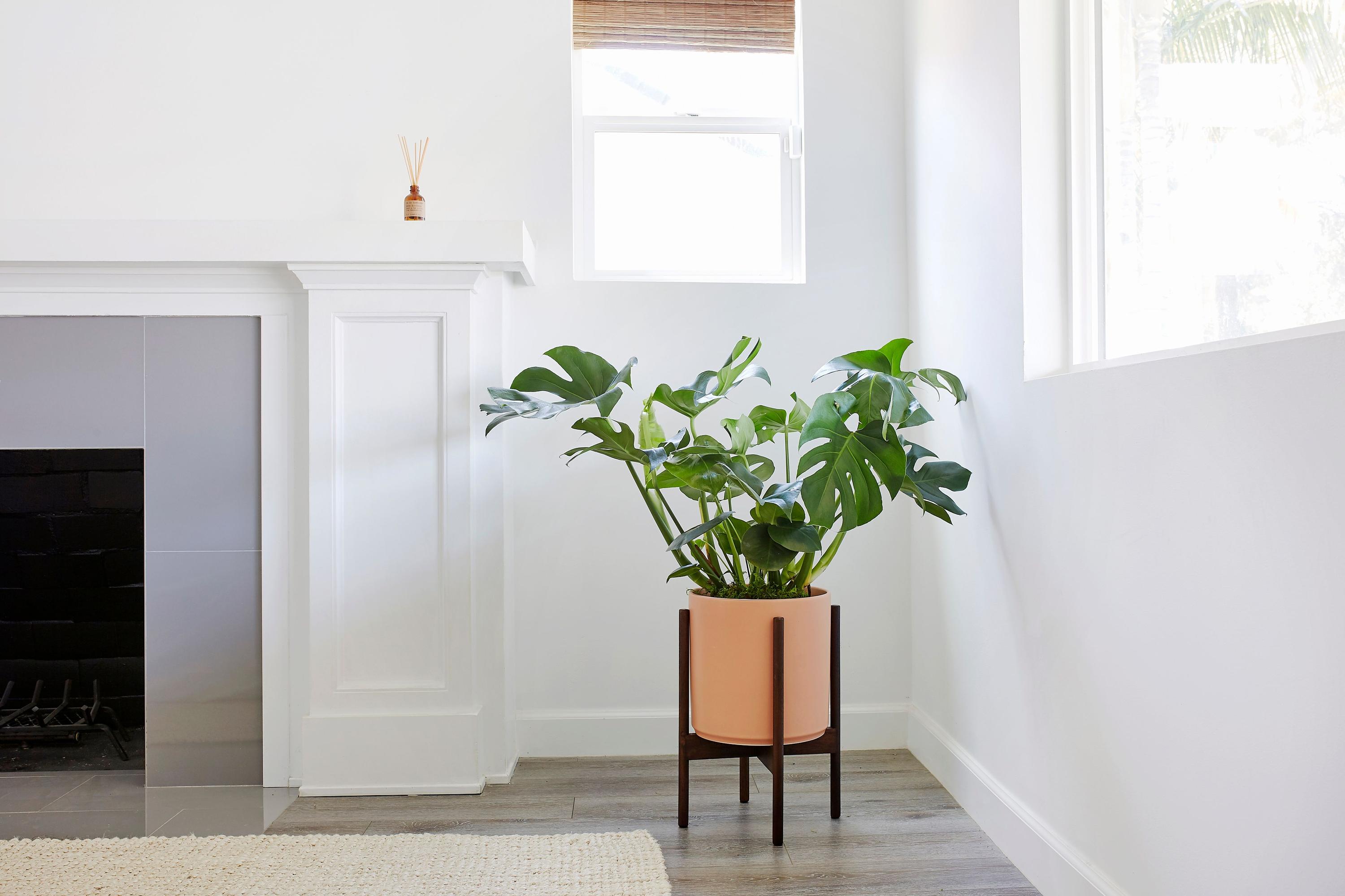 Monstera Deliciosa With Mid-Century Pot Large 2 ½ ft tall, potted plant ...