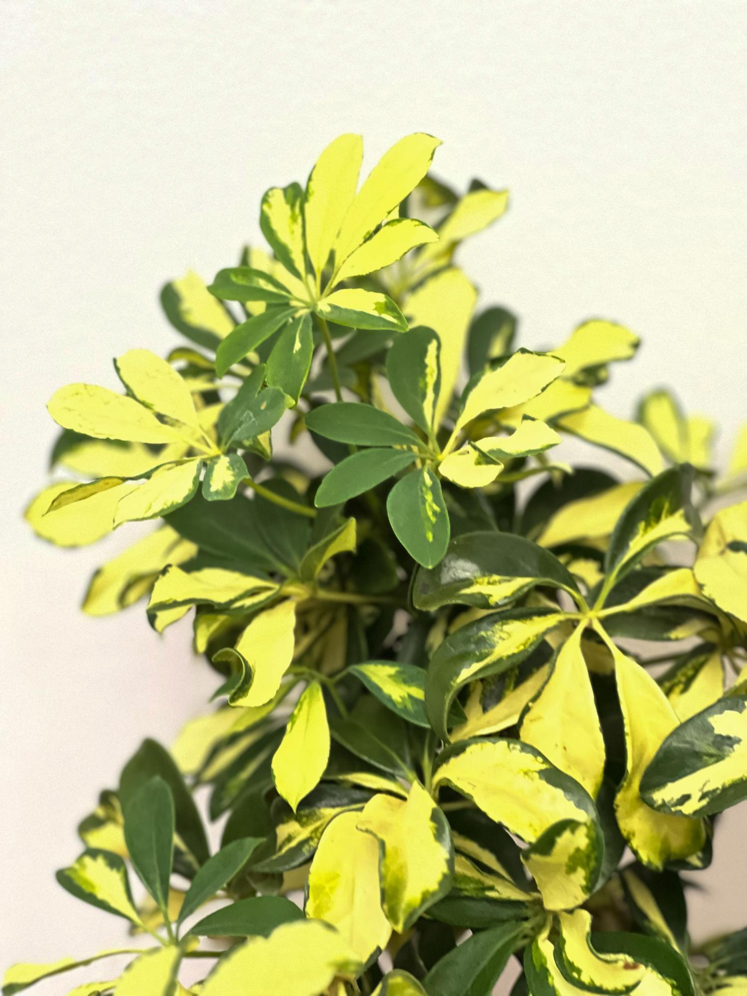 Schefflera Gold Capella With Nursery Pot Large 2½-3 ft tall, potted ...