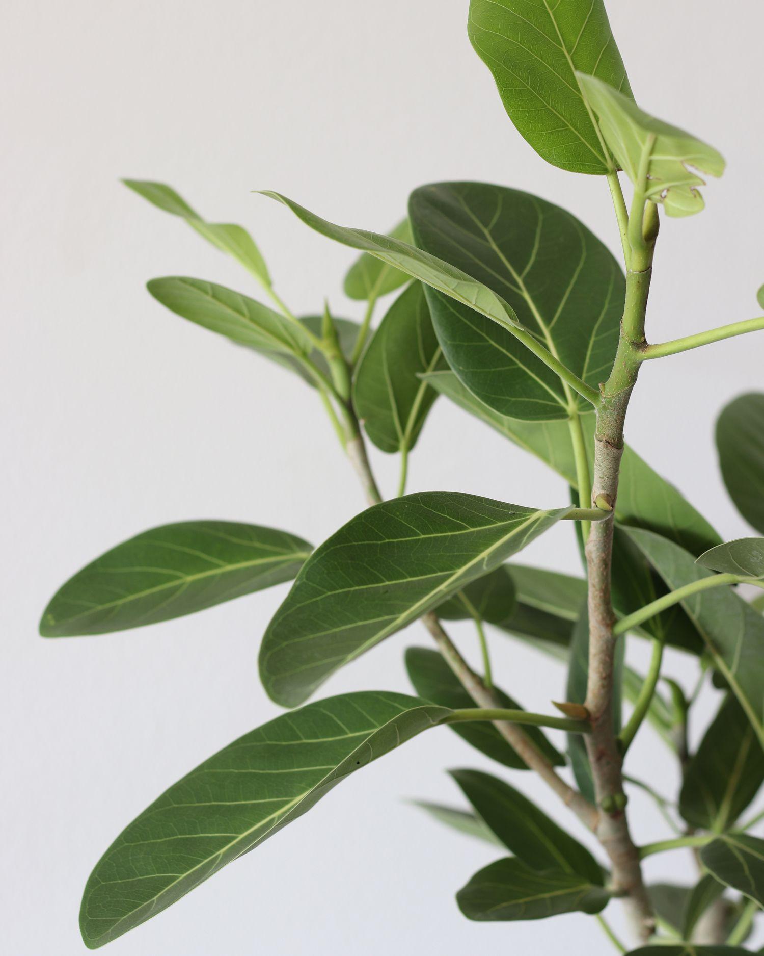 Ficus Audrey Tree With Nouvelle Pot Large 3 ½ – 4 ft tall – Gray ...