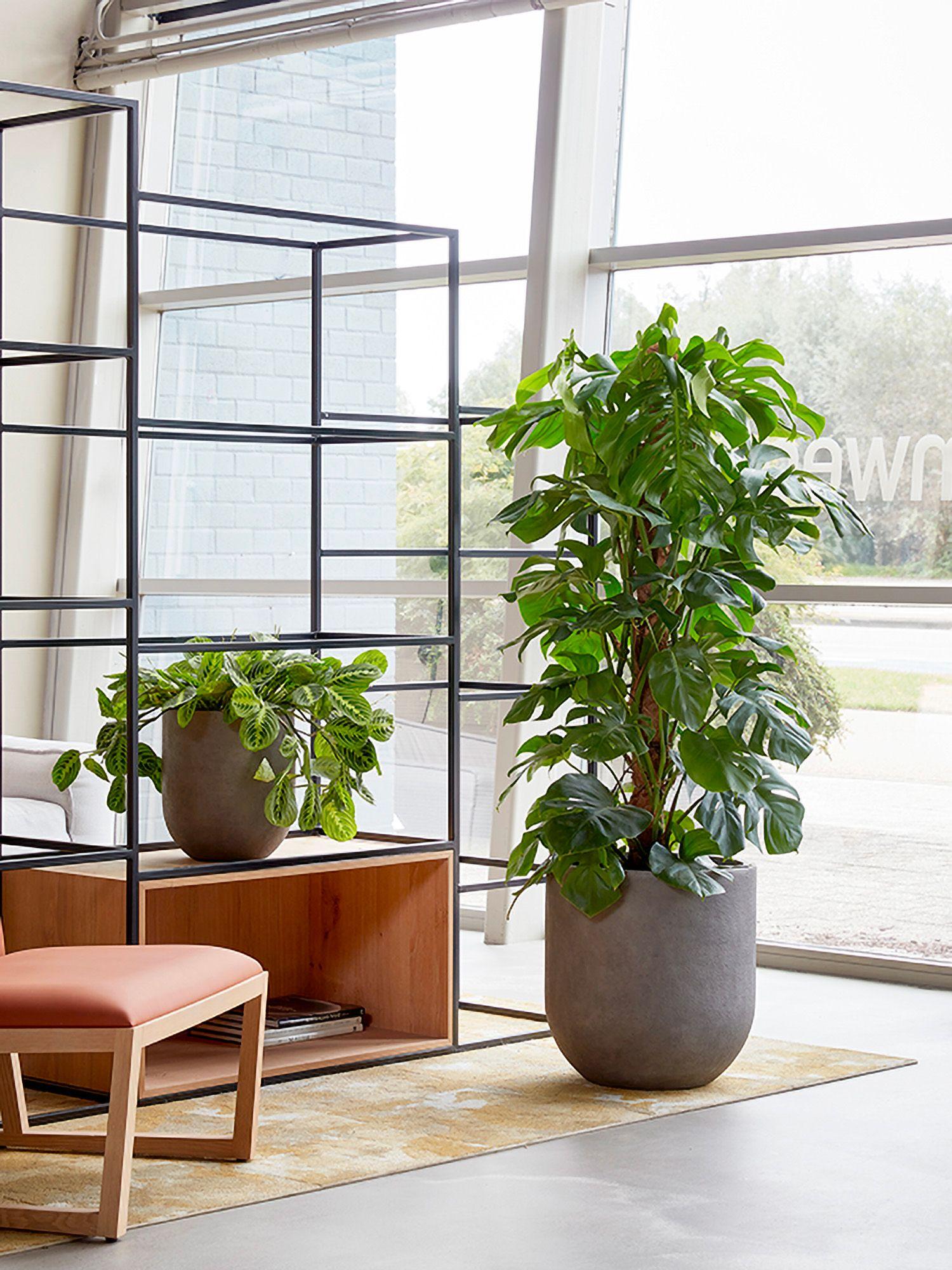 Monstera Deliciosa Géant Extra Large (1m90) + Pot Oslo | Léon & George