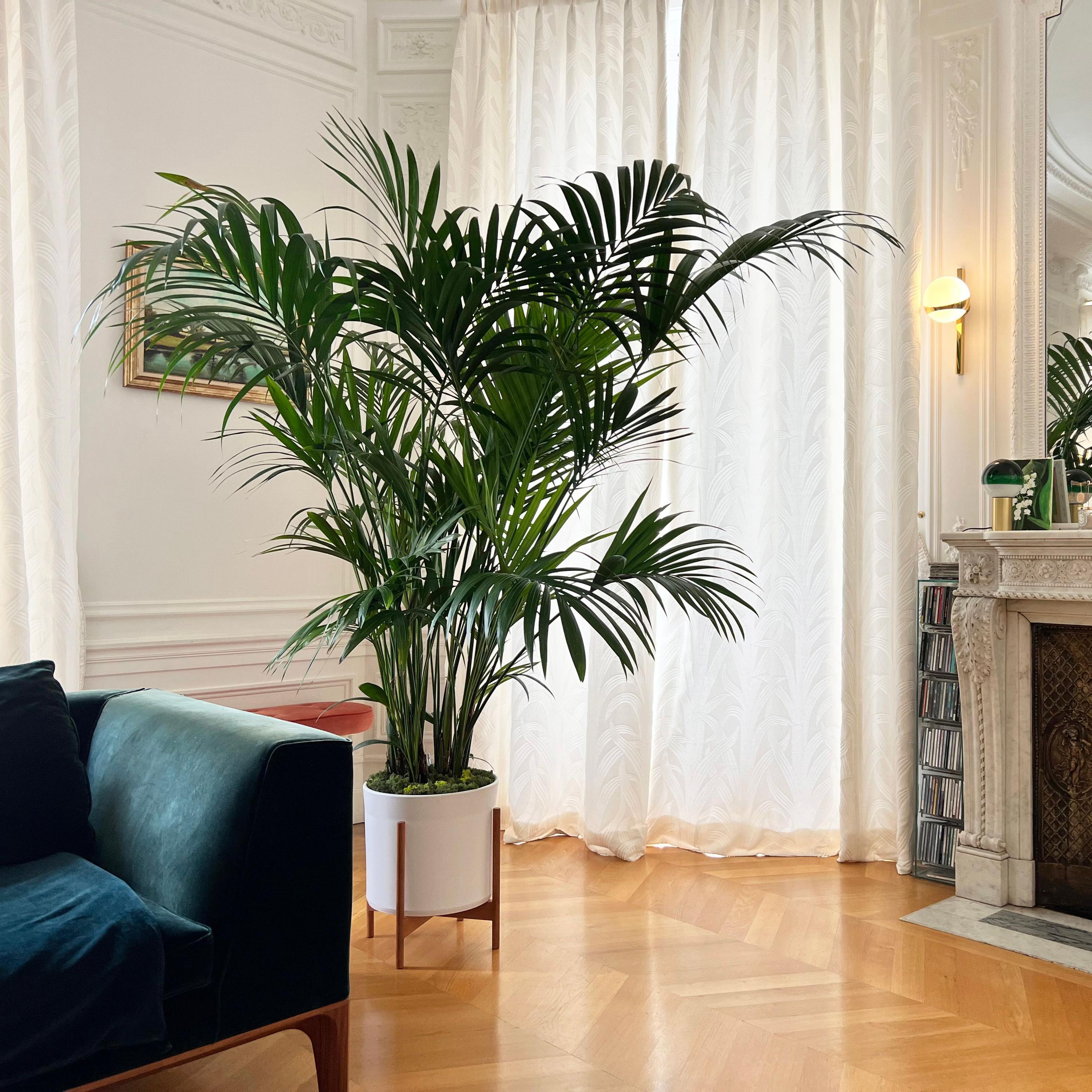 Palmier Kentia Extra Large 2m Mid-Century – Le 36 - Velvet blanc mid ...