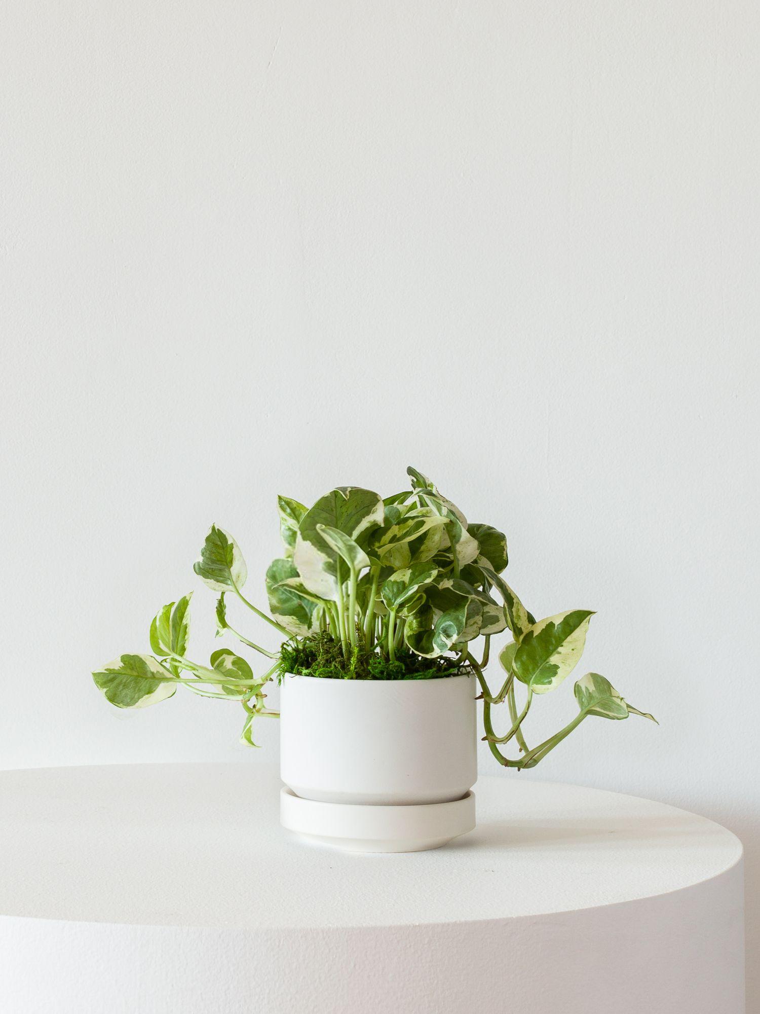 N'joy Pothos With Scandinavian Pot Small 8 in tall, potted plant ...