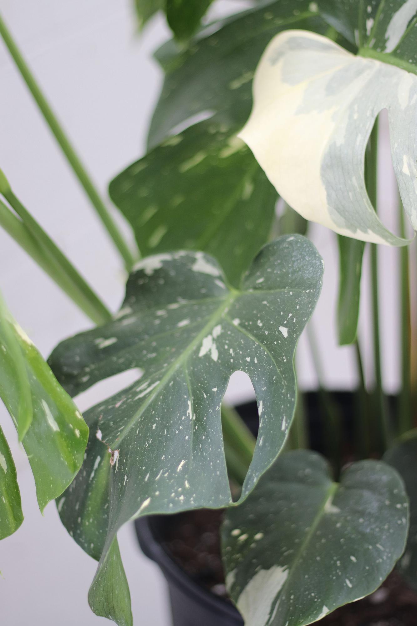 Monstera Thai Constellation Large (2’8” ft tall), potted plant, shipped ...