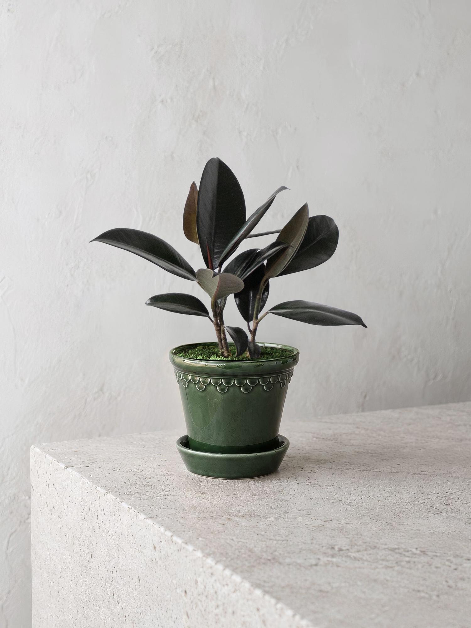 Rubber Plant Small (6-8 in tall) + Copenhagen Pot Pot | Léon & George