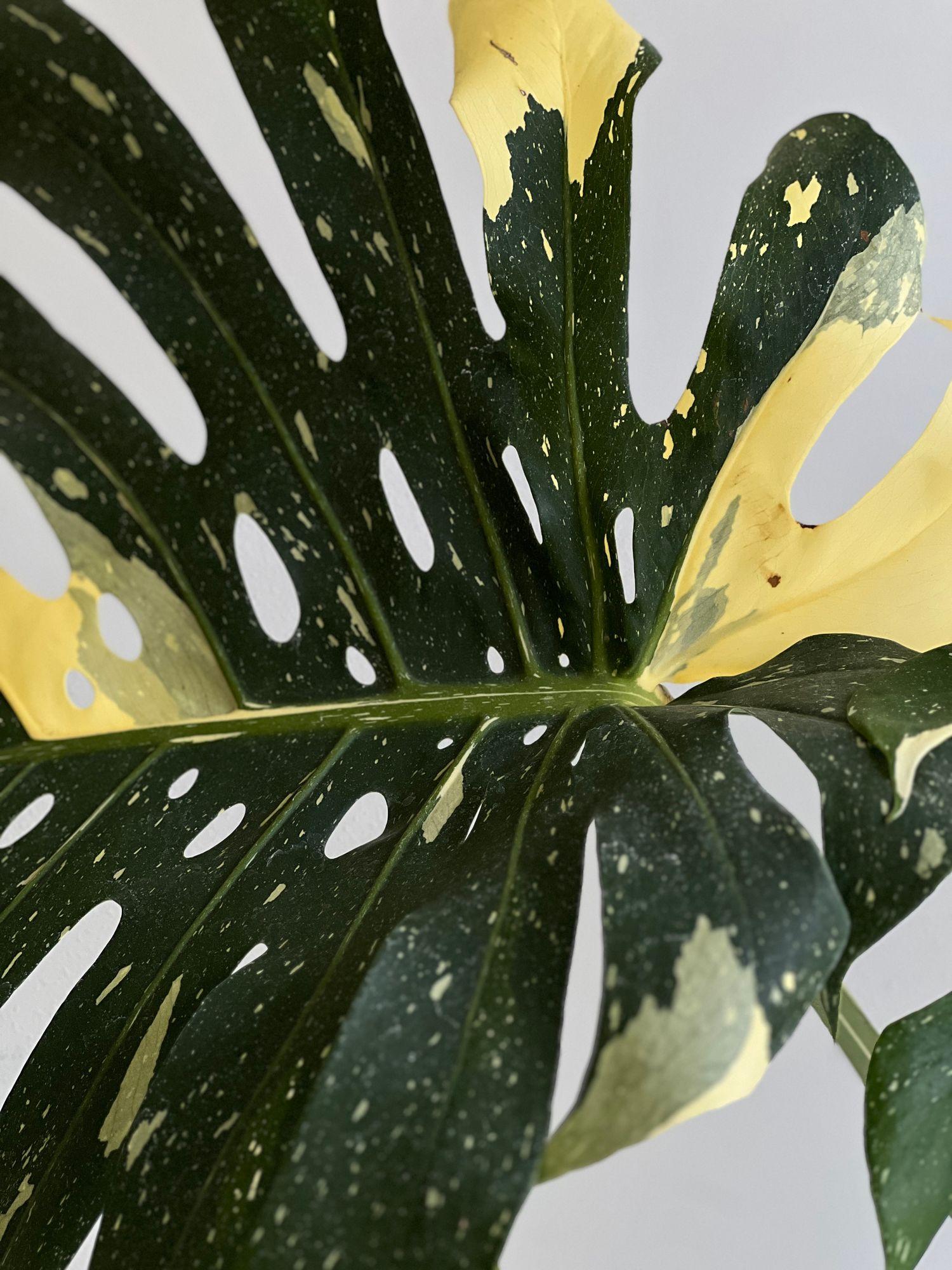 Monstera Thai Constellation XL Large (3 ½ ft tall) + Mid-Century Pot ...
