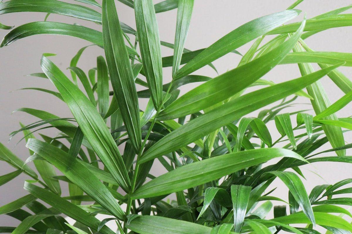 Parlor Palm With Scandinavian Pot Small 1 ft tall, potted plant ...