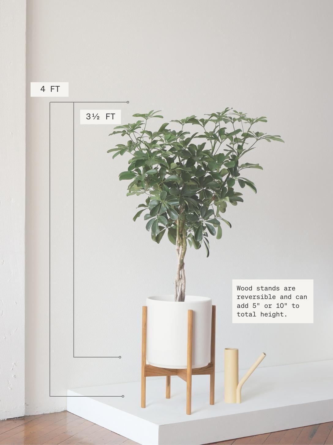 Braided Schefflera Tree Large (3½ ft tall) – White Mid-Century Ceramic ...