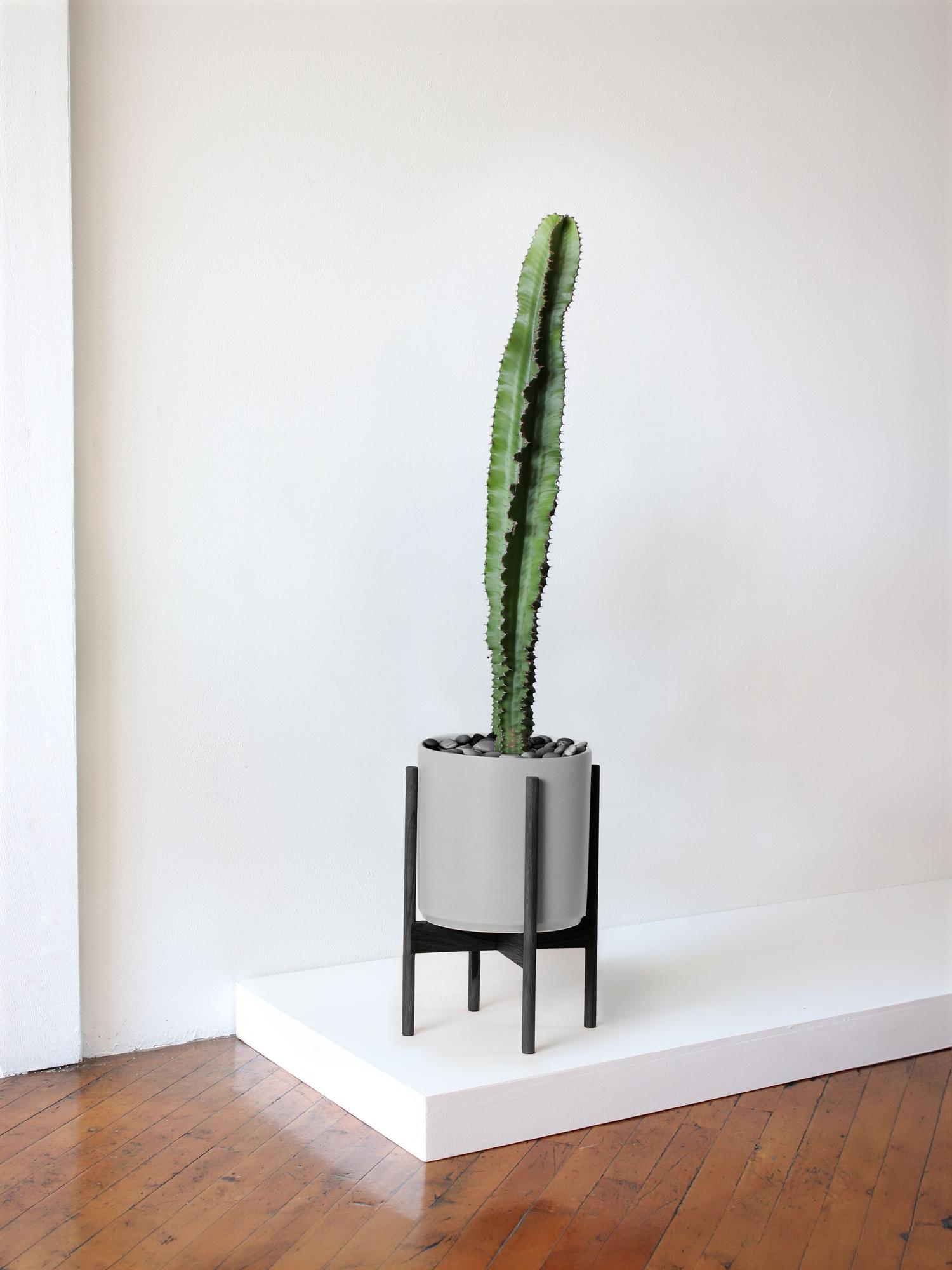 Jade Cactus With Mid-Century Ceramic Pot Large 3 - 3½ FT TALL, potted ...