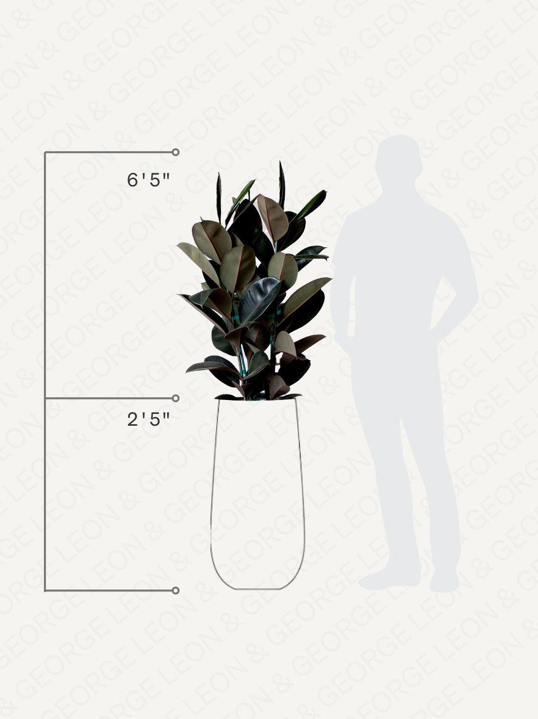 Rubber Tree With Flute Pot Extra Large 6 ½ ft tall, potted plant ...