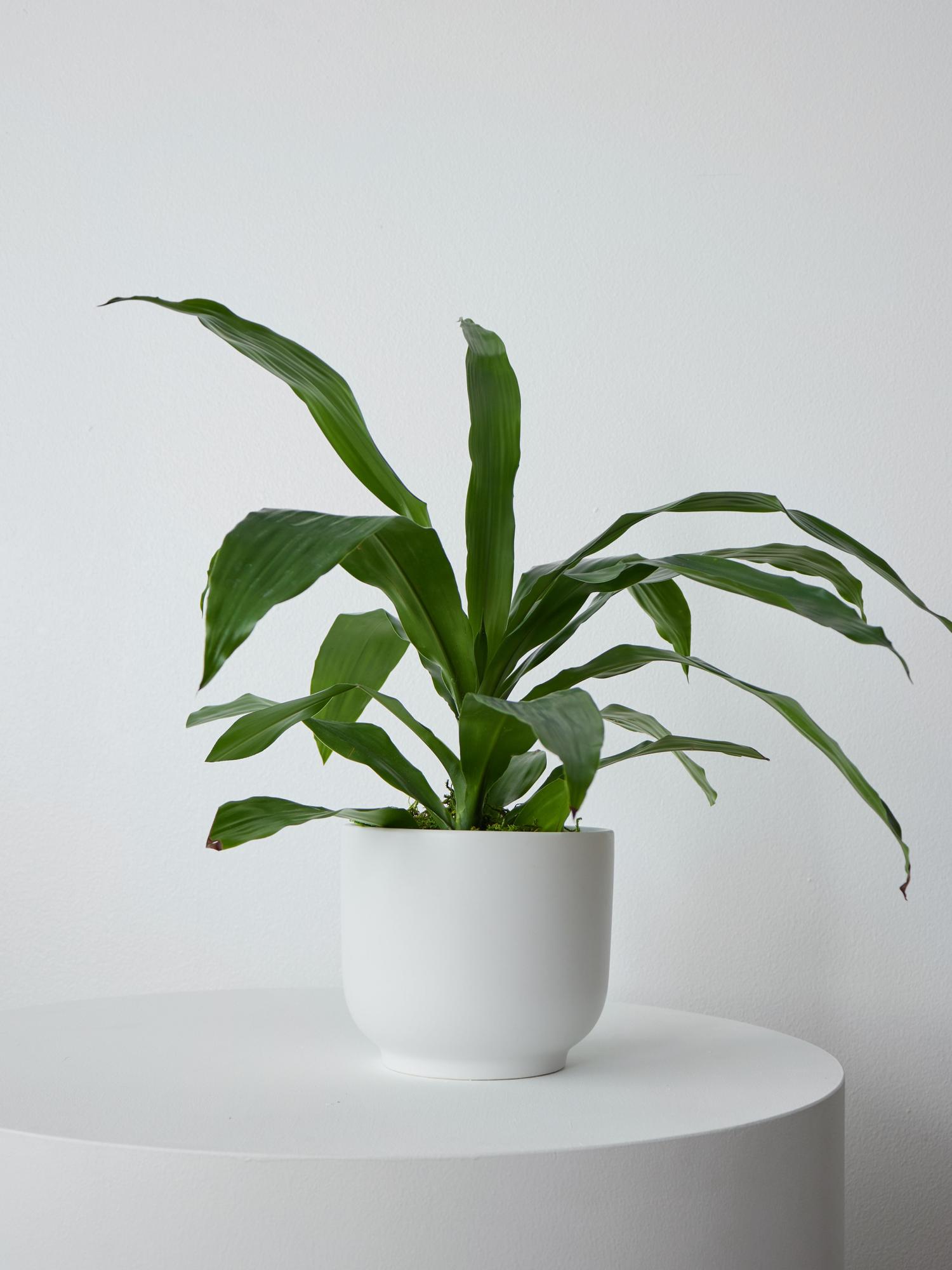 Dracaena Lisa With Nouvelle Pot Medium 1-2 ft Tall, potted plant ...