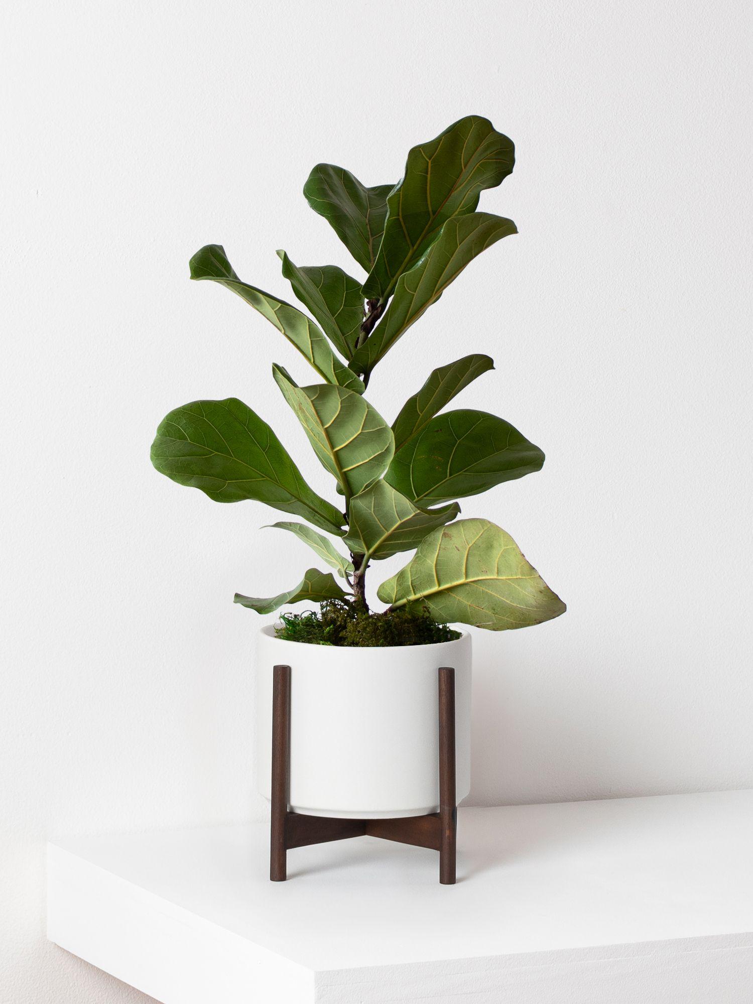 Fiddle Leaf Fig Plant With Mid-Century Pot Medium 1 ½ ft tall – White ...