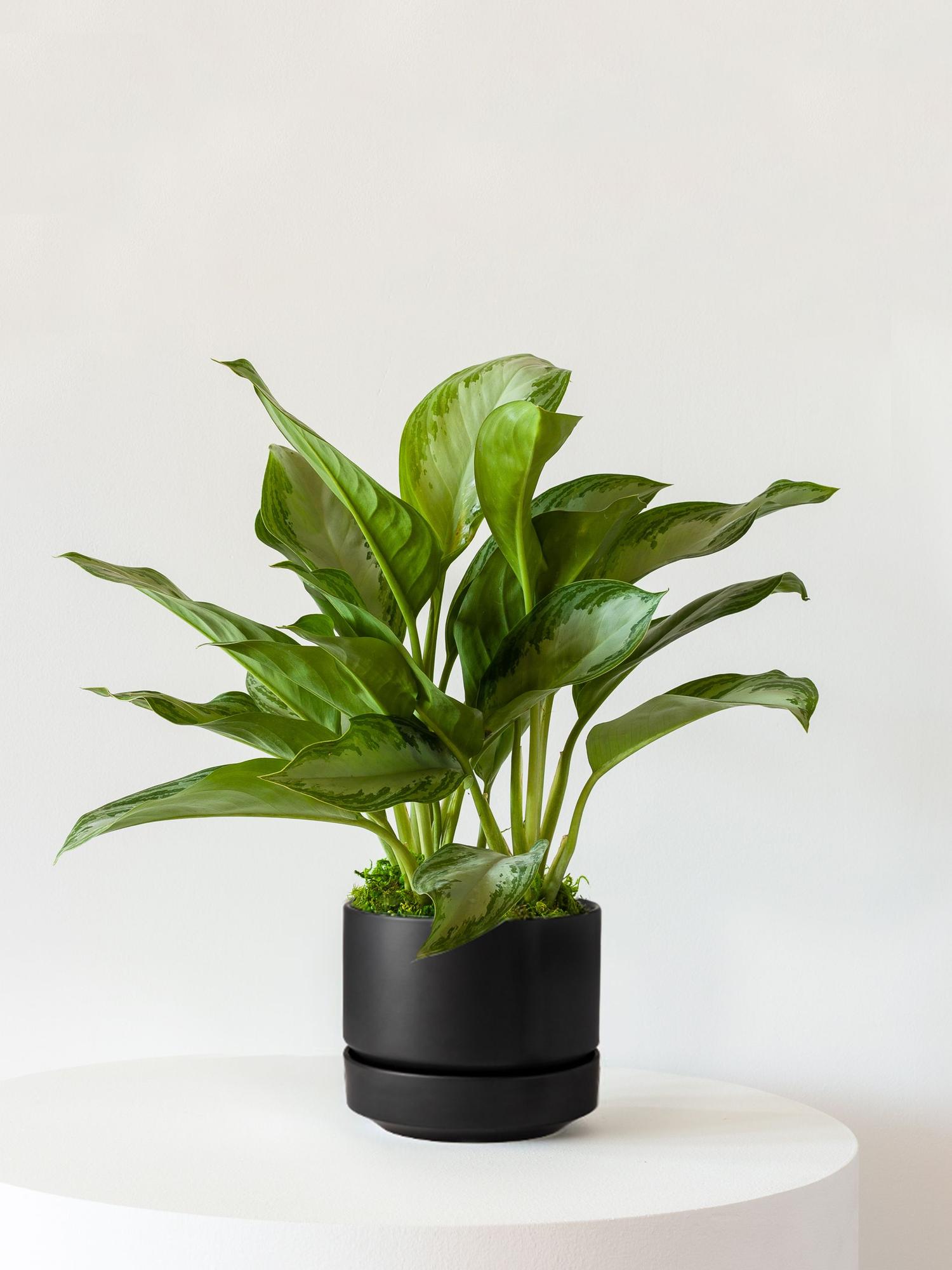 Medium Silver Evergreen With Scandinavian Pot, potted plant, shipped by ...