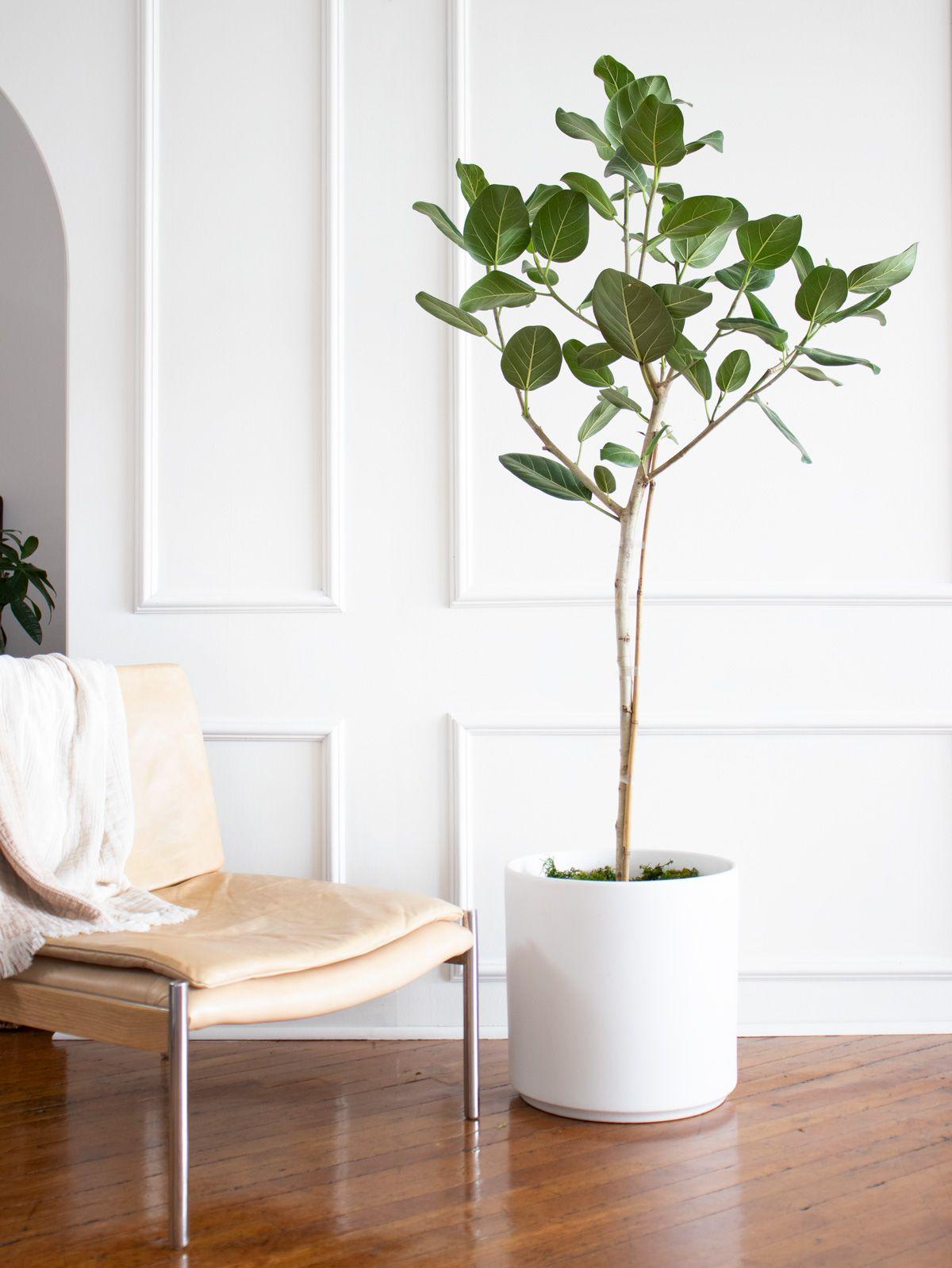 Ficus Audrey Tree With Mid-Century Pot Extra Large 5-6 ft tall, potted ...