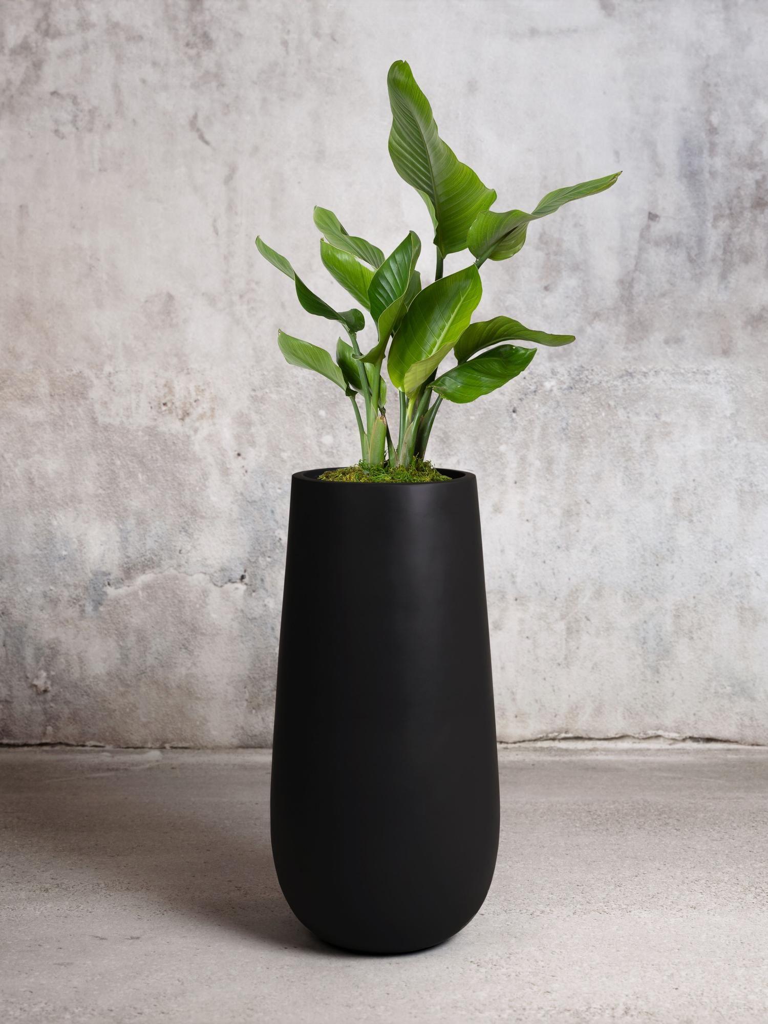Bird of Paradise Large (4 ½ - 5 ½ ft tall) – White Flute Pot, potted ...