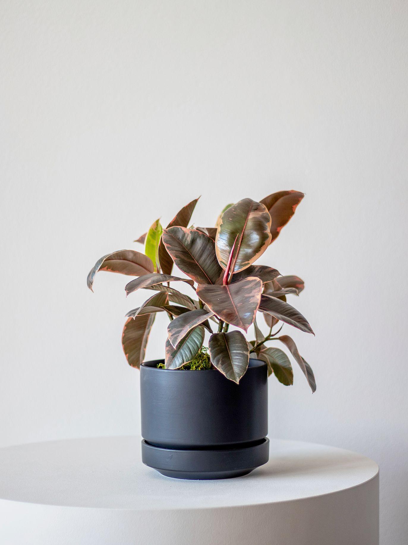 Medium Pink Rubber Plant With Scandinavian Pot, potted plant, shipped ...