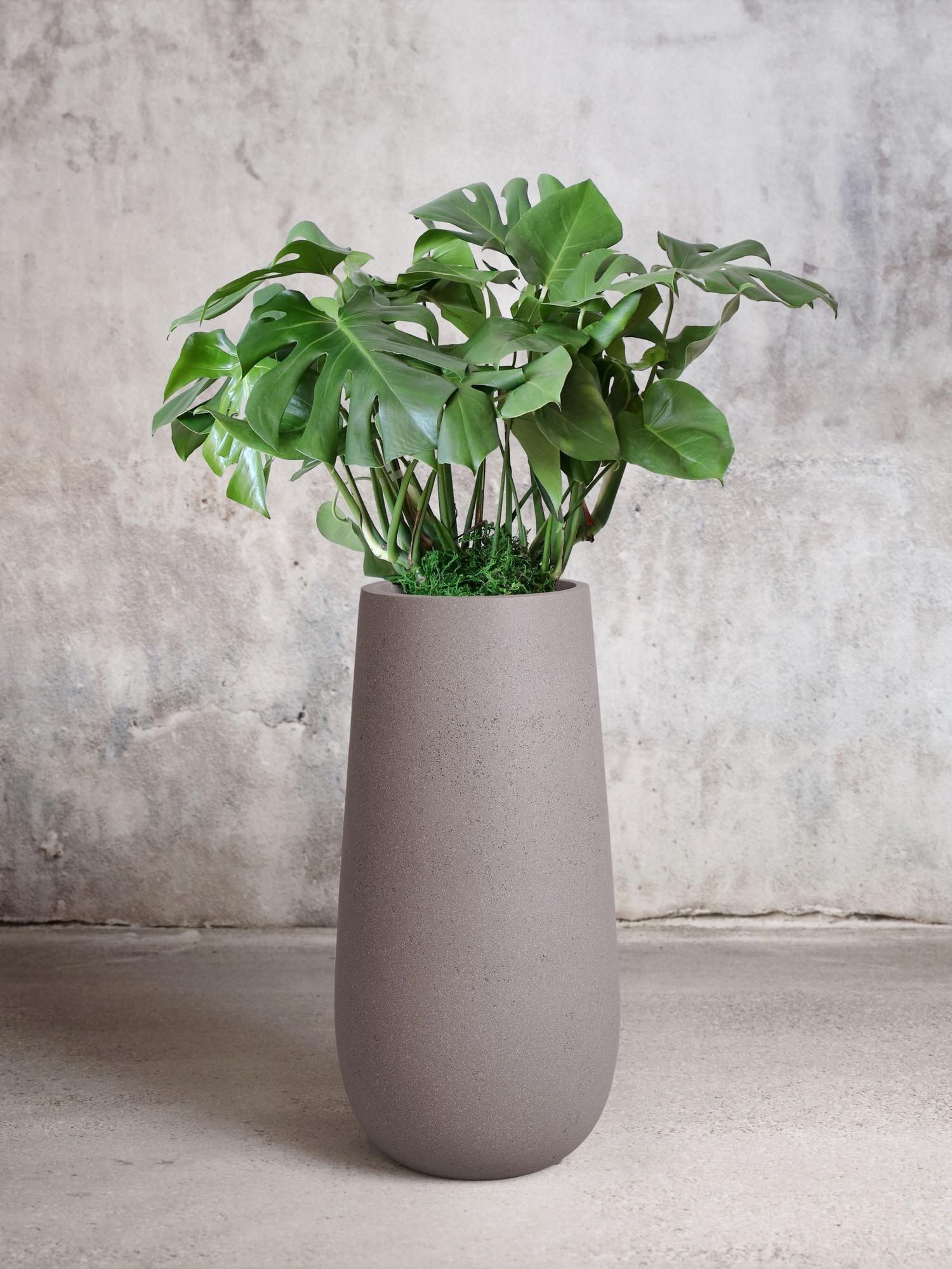 Monstera Deliciosa With Flute Pot Large 4 ft tall, potted plant ...