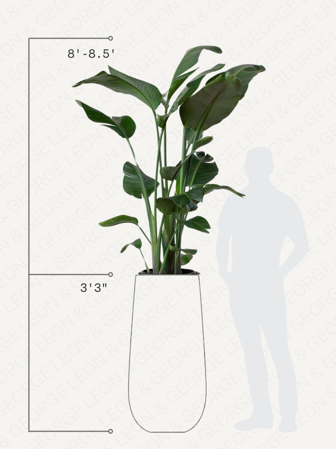 Bird of Paradise With Flute Pot Extra Large 8 - 8 ½ ft tall, potted ...
