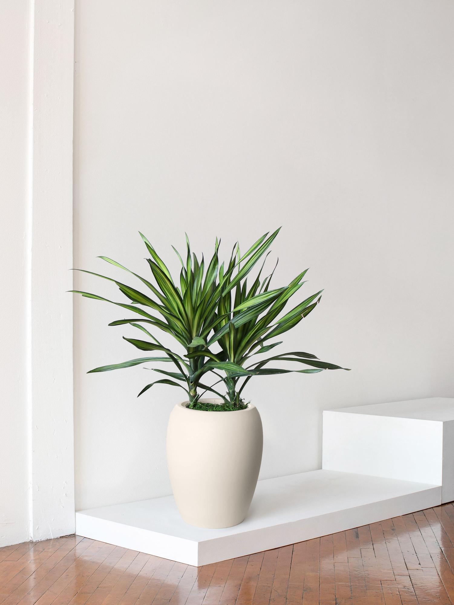 Dracaena Carmen Large (3 ft tall) – Gray Calix Pot, potted plant ...