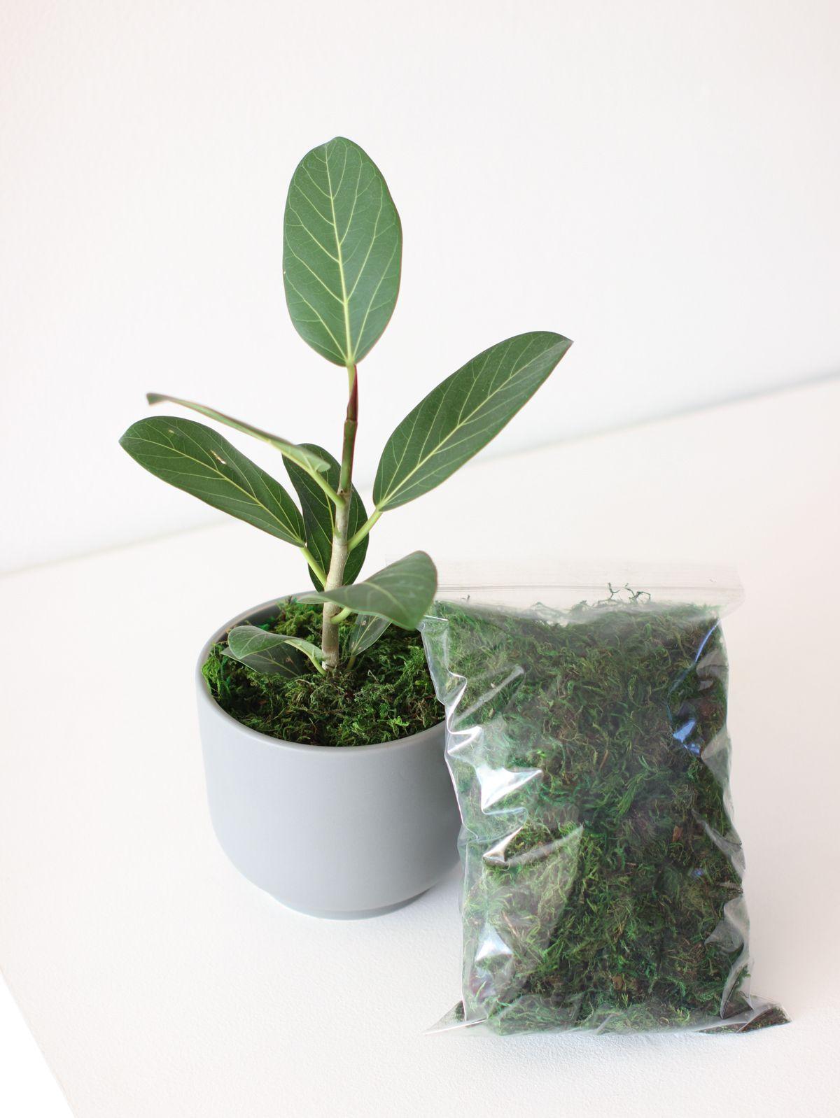 Preserved Forest Moss – 1 Bag, plant accessory, shipped by Léon & George