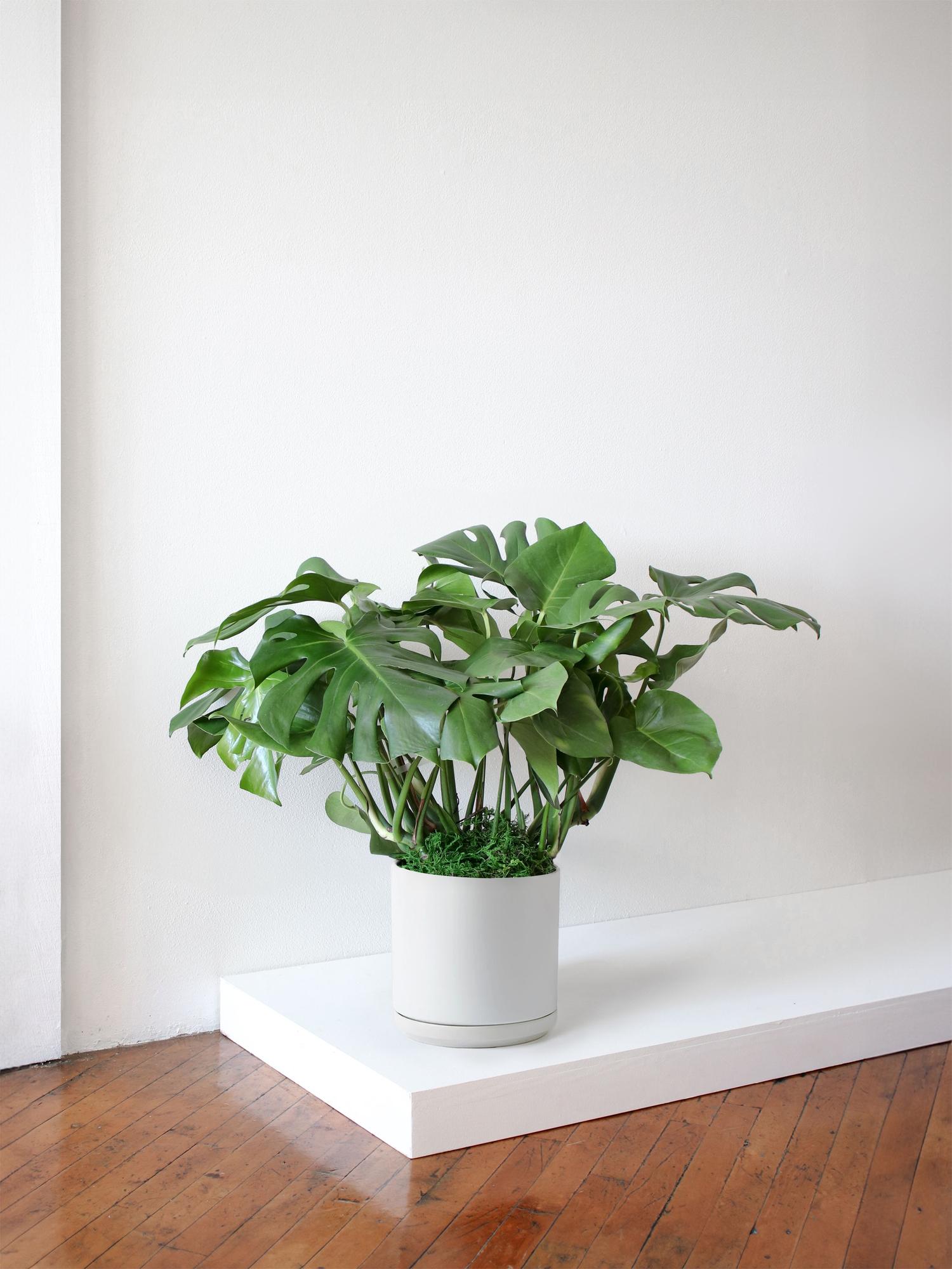 Monstera Deliciosa With Foundation Pot Large 2 ½ ft tall – Option optn ...