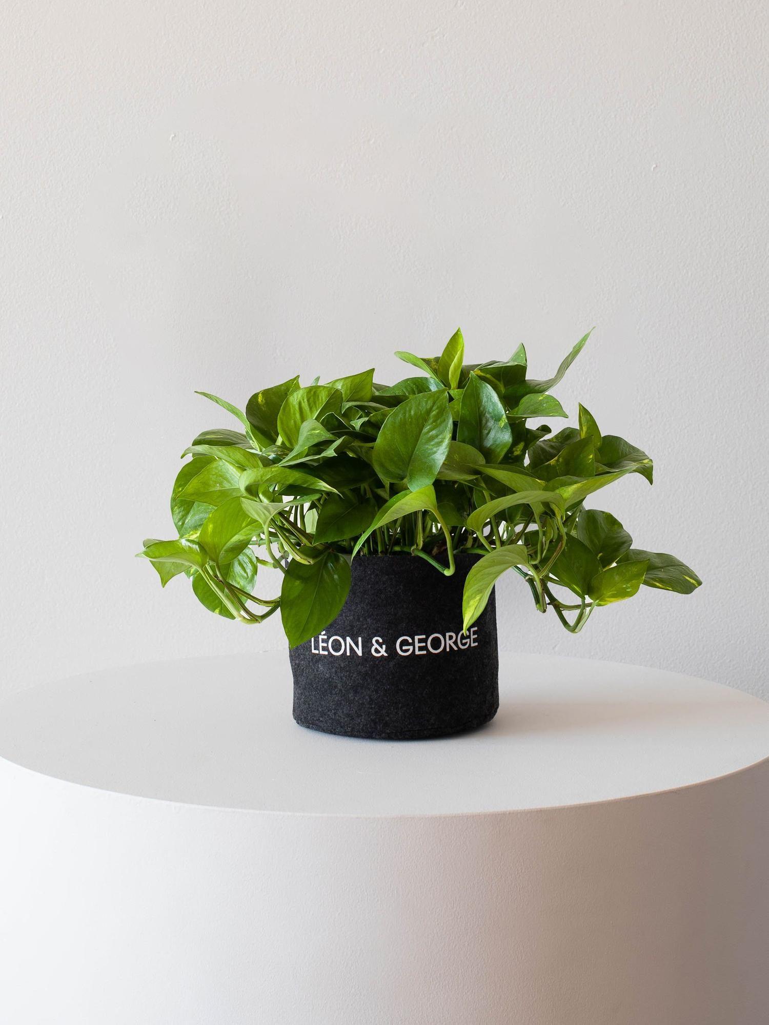 Cascading Pothos With Nursery Pot Medium 1-1 ½ ft tall, potted plant ...