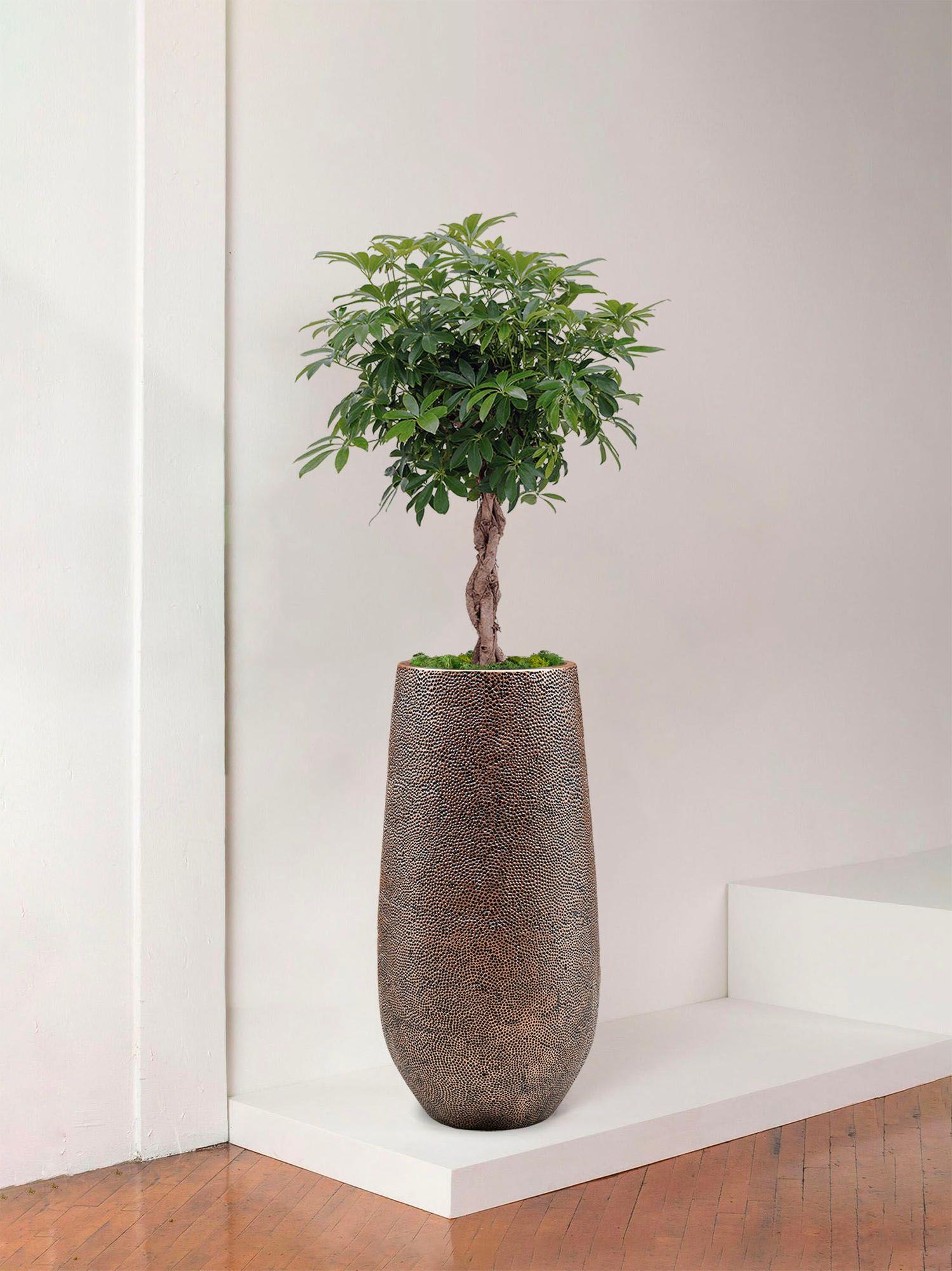 Arbre Schefflera Large 1m90 Dune, potted plant, shipped by Léon & George