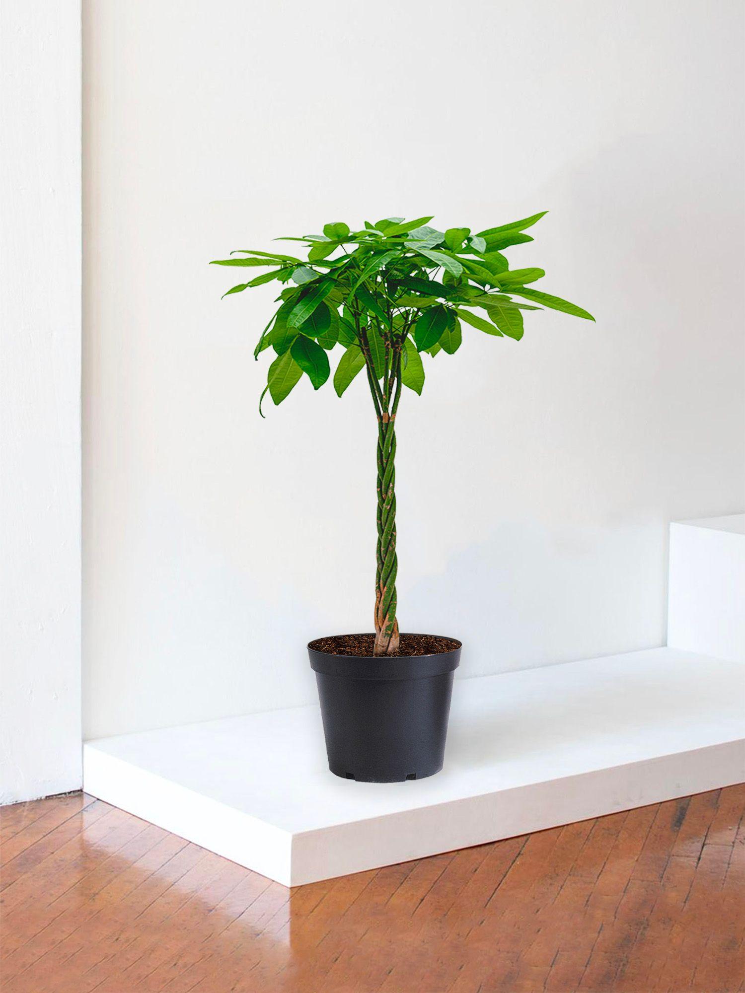 Pachira Aquatica Large (1m10) | Léon & George