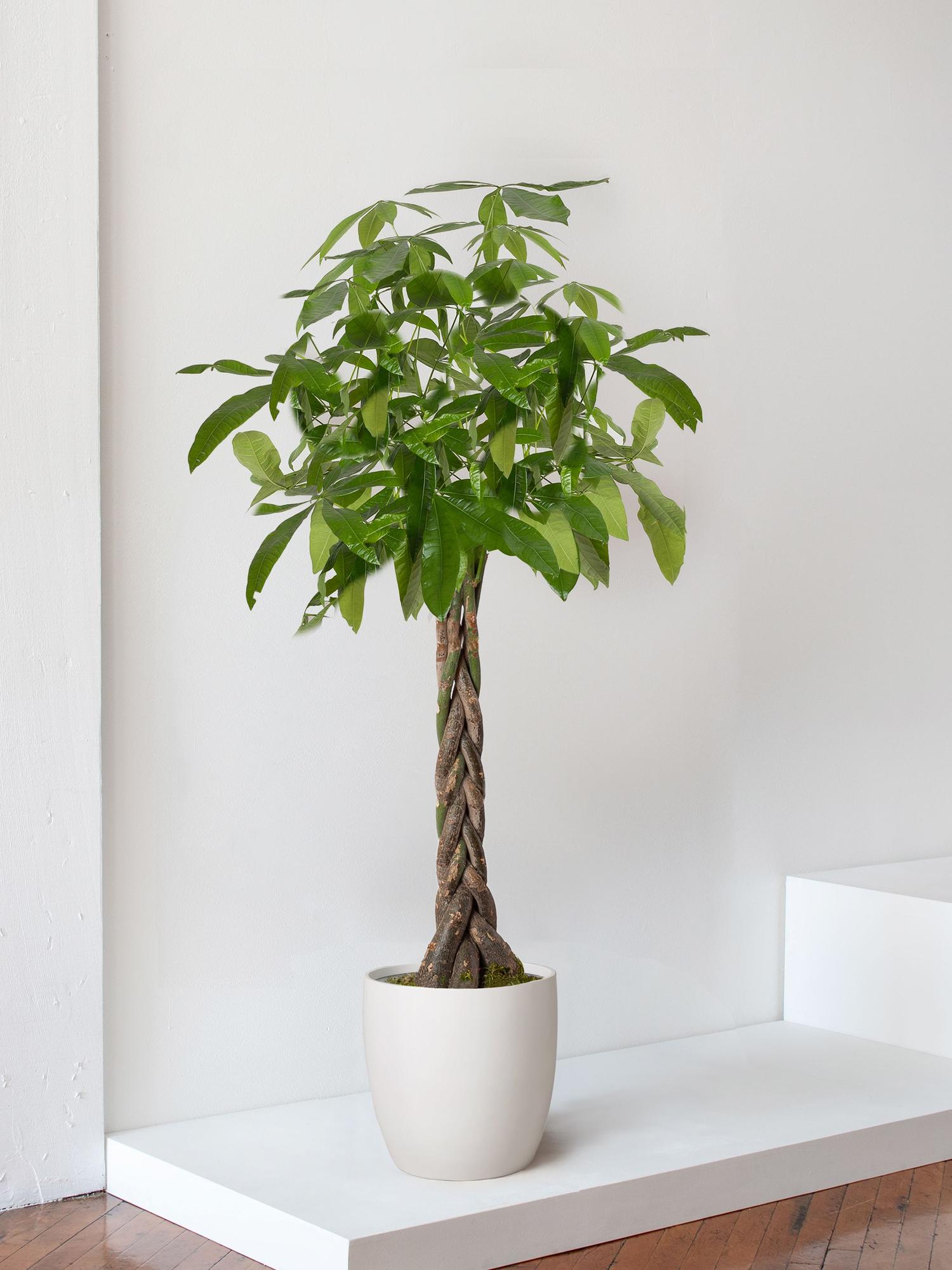 Braided Money Tree With Mediterra Pot Extra Large 5½ ft tall, potted ...