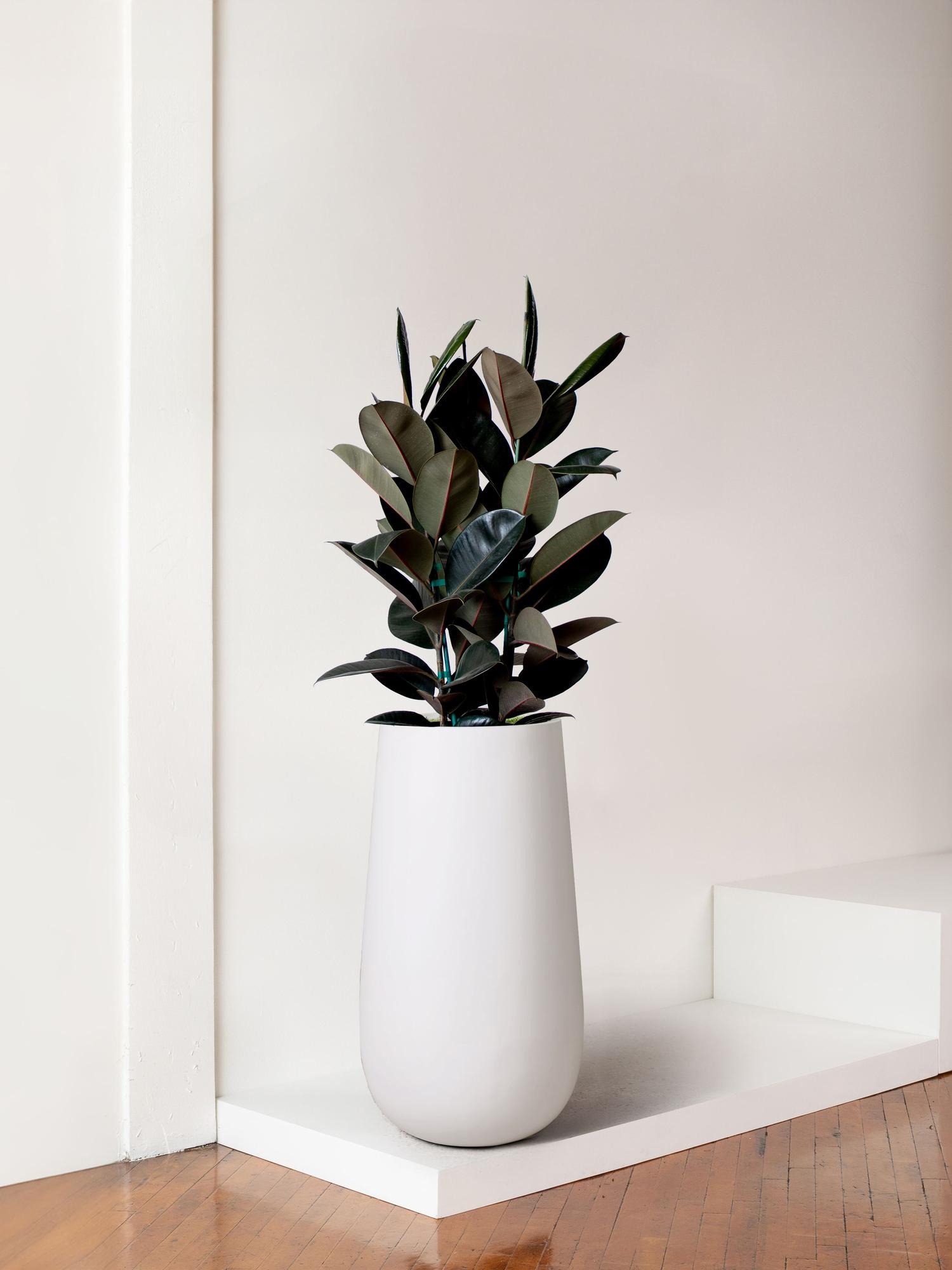 Rubber Tree With Flute Pot Extra Large 6 ½ ft tall, potted plant ...
