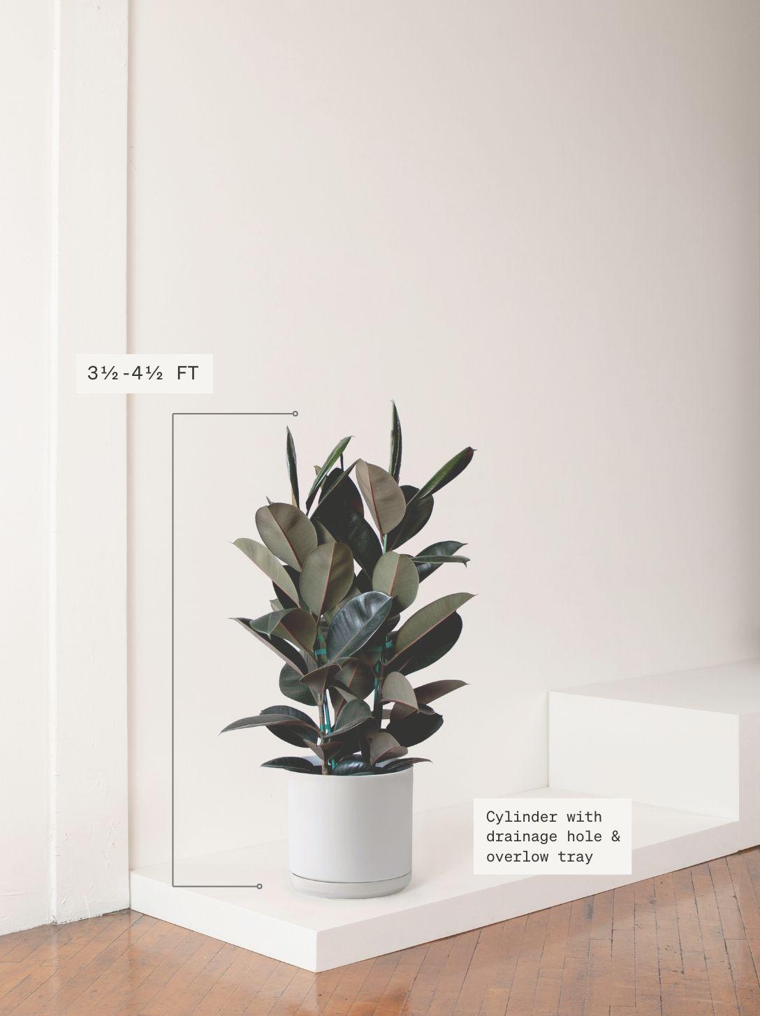 Rubber Tree With Foundation Pot Extra Large 4 FT TALL – White ...
