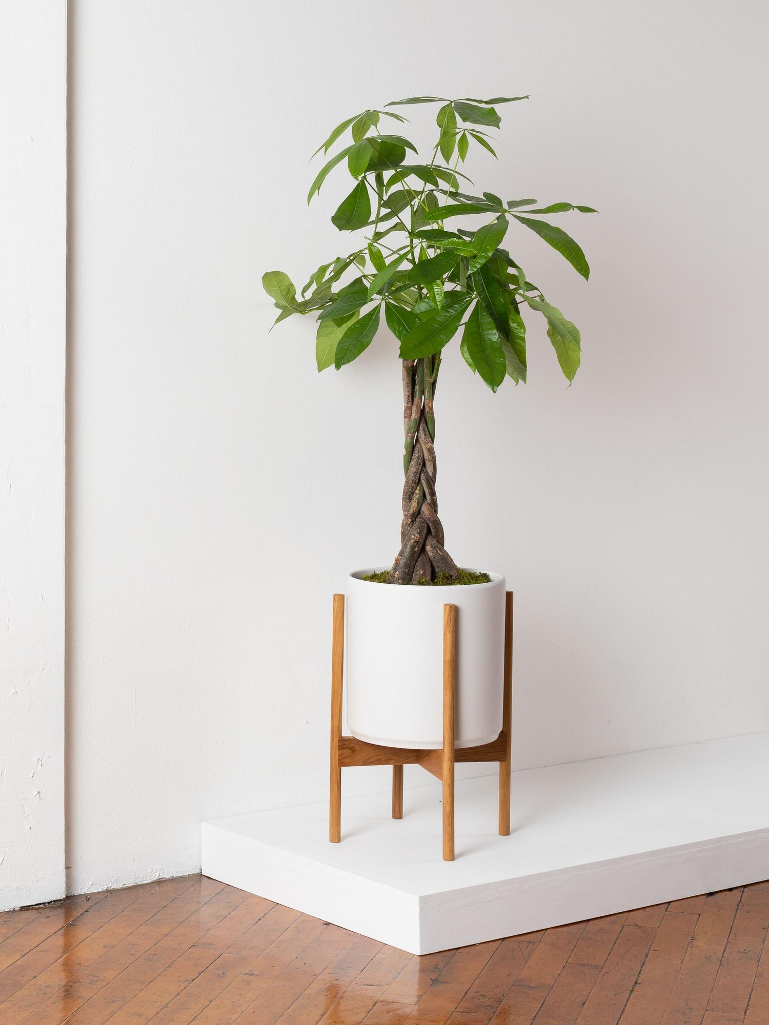 Buy A Braided Money Tree Large L on George Premium Online Plant buy-a-braided-money-tree-large-l-on-george-premium-online-plant