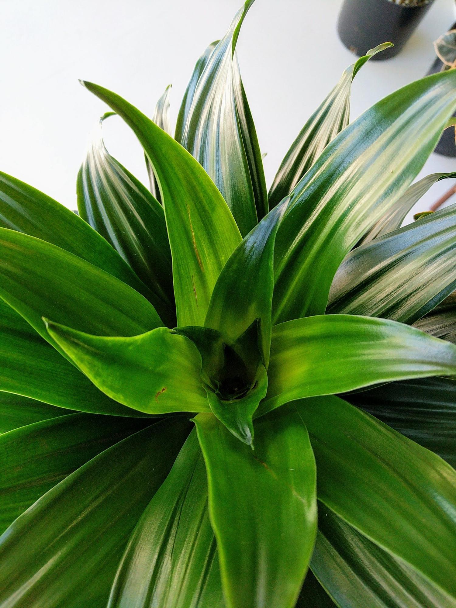 Dracaena Compacta With Scandinavian Pot Small 6-8 in tall, potted plant ...