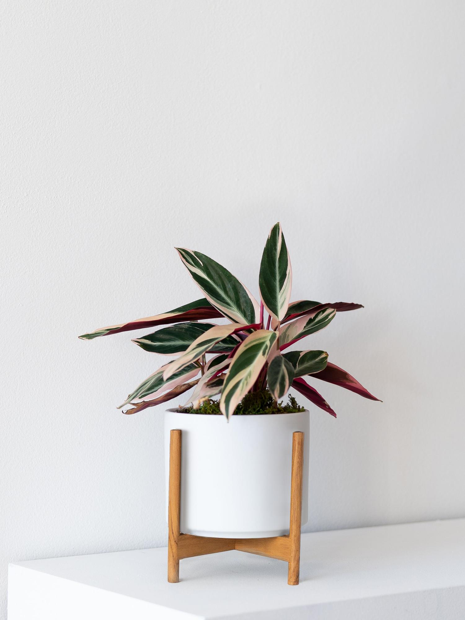 Magenta Triostar With Mid-Century Pot Medium 1 ½ ft tall, potted plant ...