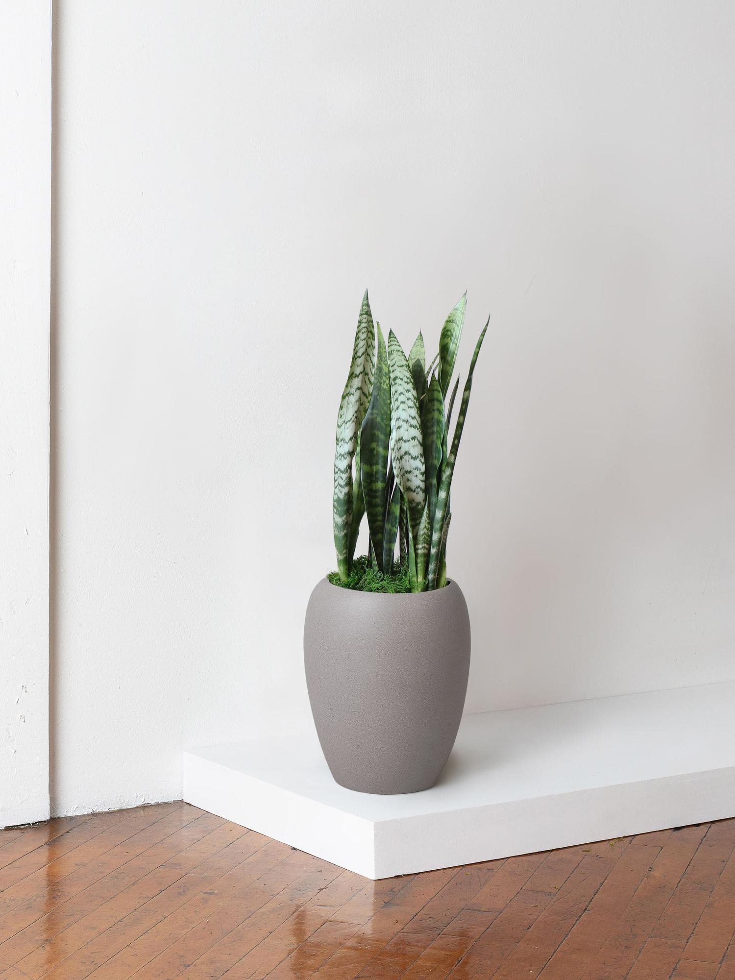 Black Coral Snake Plant With Calix Pot Large 3½ - 4 ft tall – White ...