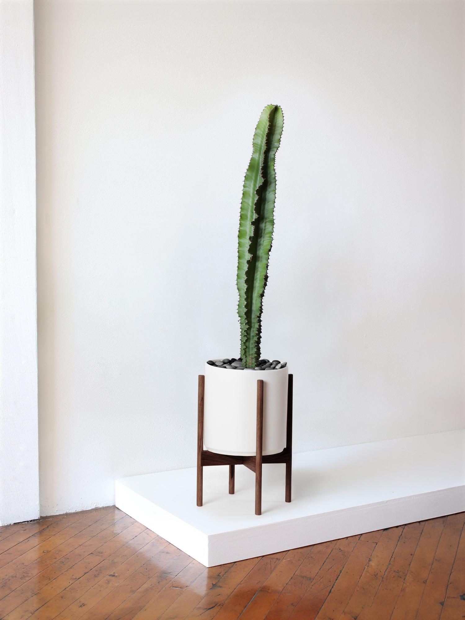 Jade Cactus With Mid-Century Ceramic Pot Large 3 - 3½ FT TALL, potted ...