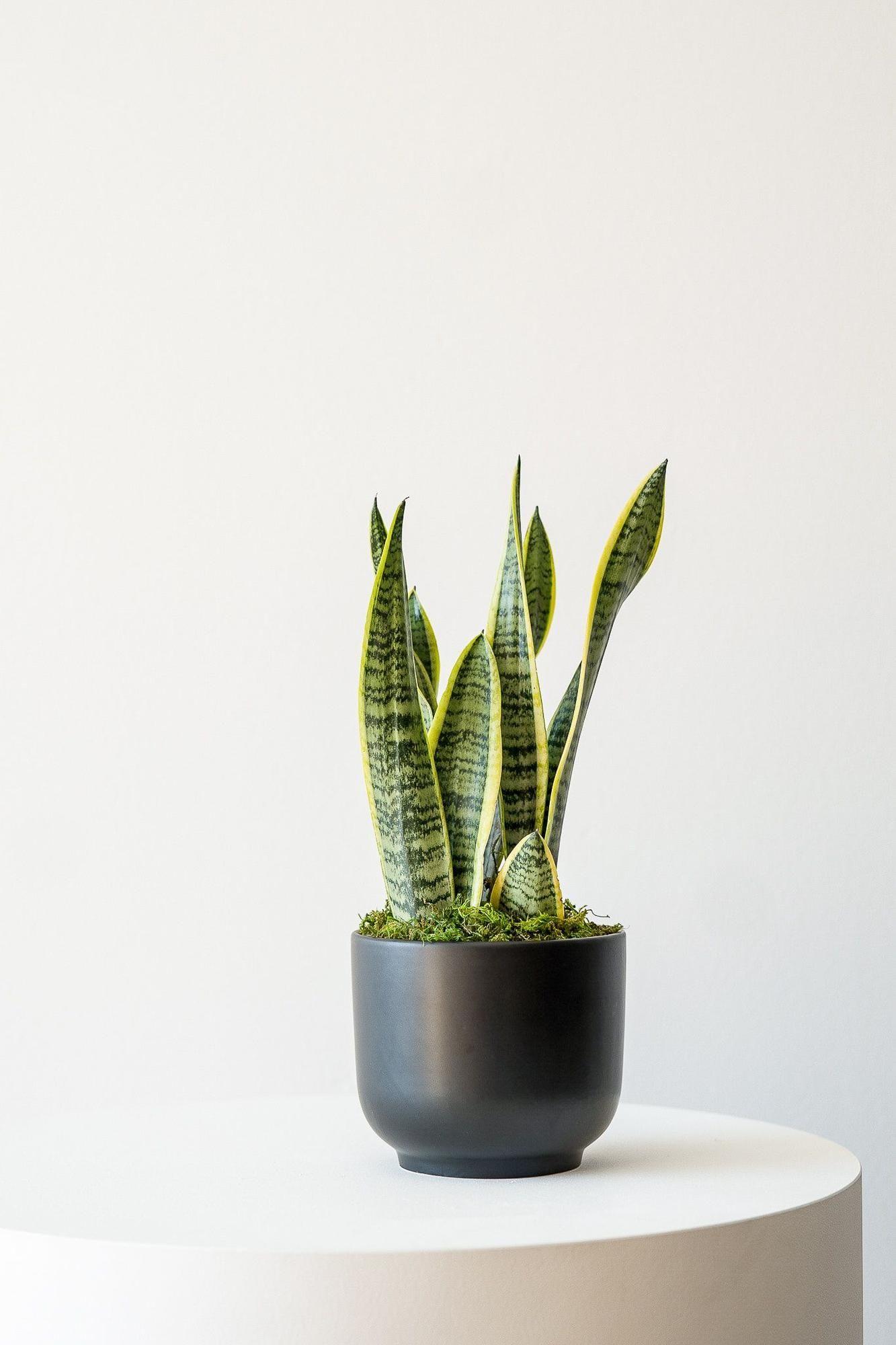 Snake Plant Laurentii Medium (1 - 1½ ft tall) – Black Nouvelle Ceramic ...