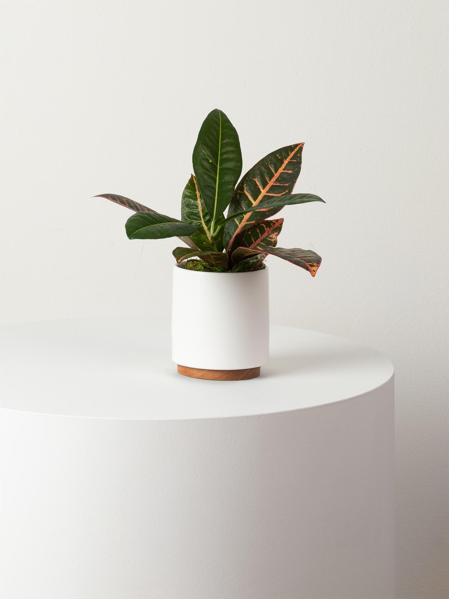 Golden Petra With Mid-Century Pot Small 8–12 in tall, potted plant ...