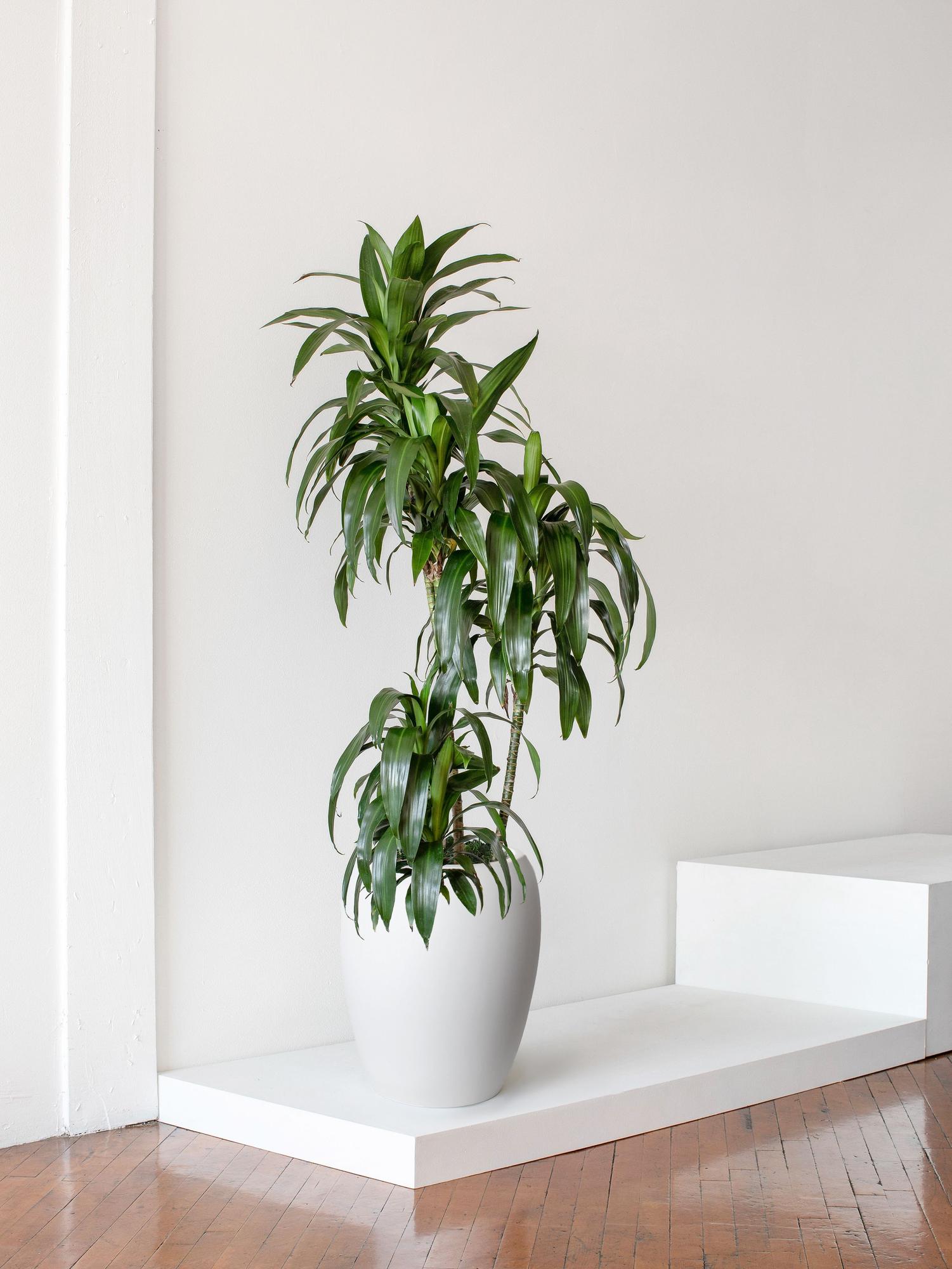Dracaena Lisa With Calix Pot Extra Large 5 ½ - 6 ½ ft tall – White ...