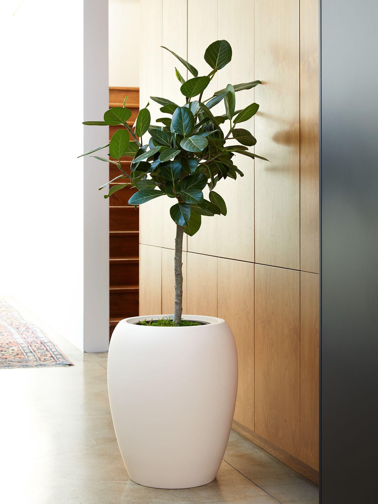 Ficus Audrey Tree With Calix Pot Large ~4½ – 5 ft tall – Gray Calix Pot ...