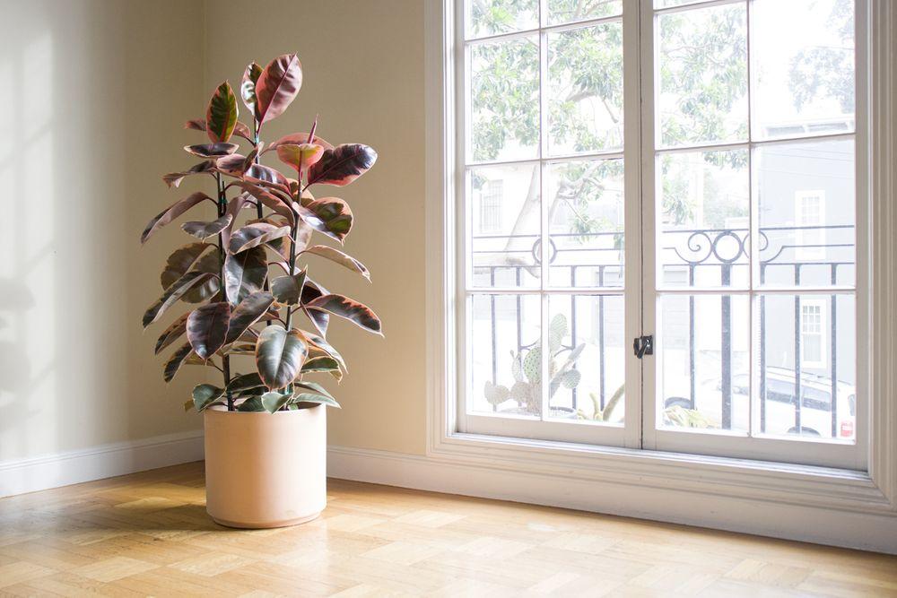 Pink Rubber Tree With Mid-Century Pot Extra Large 5½ FT TALL ...