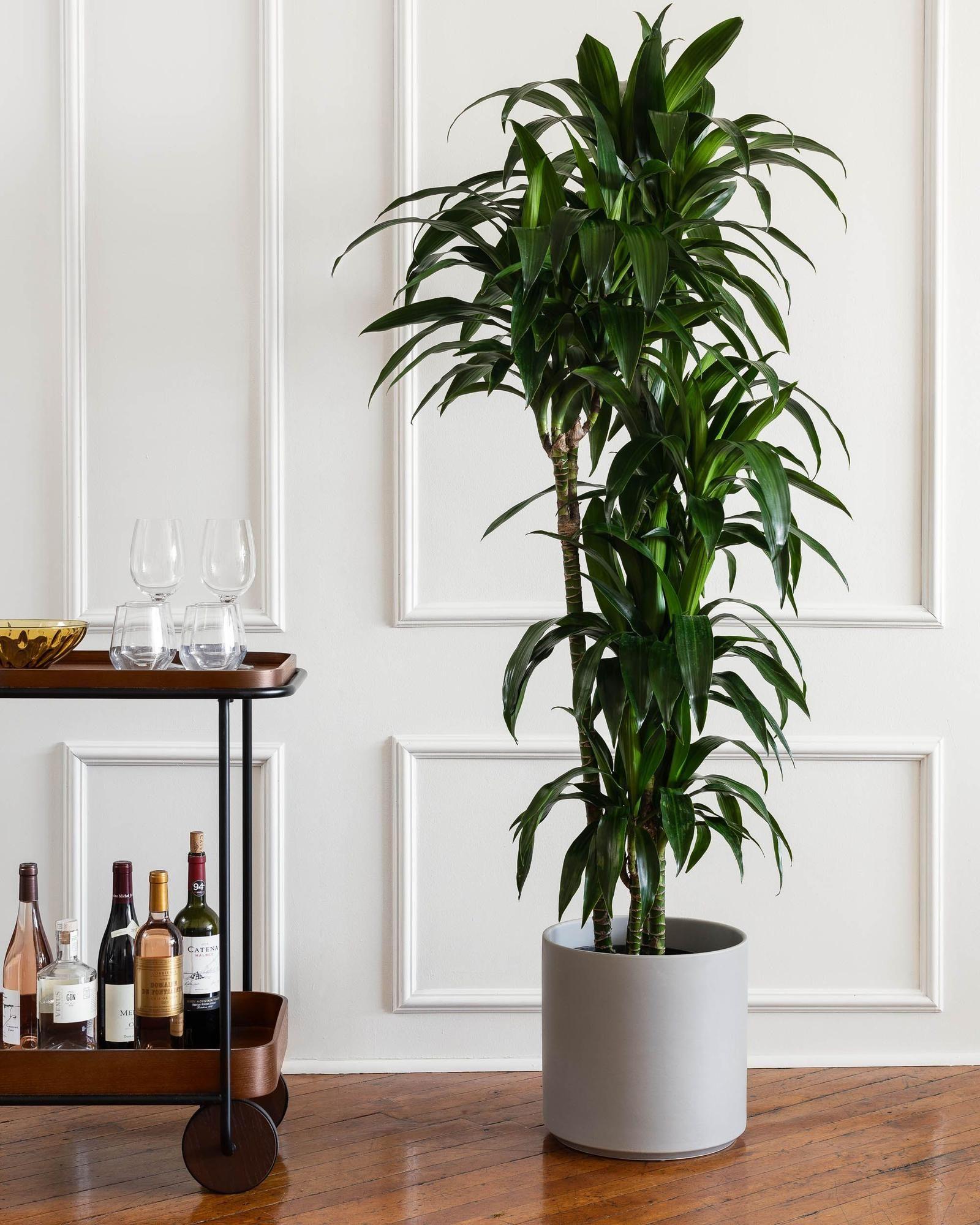 Dracaena Lisa With Mid-Century Pot Extra Large 5 ½ - 6 ½ ft tall ...