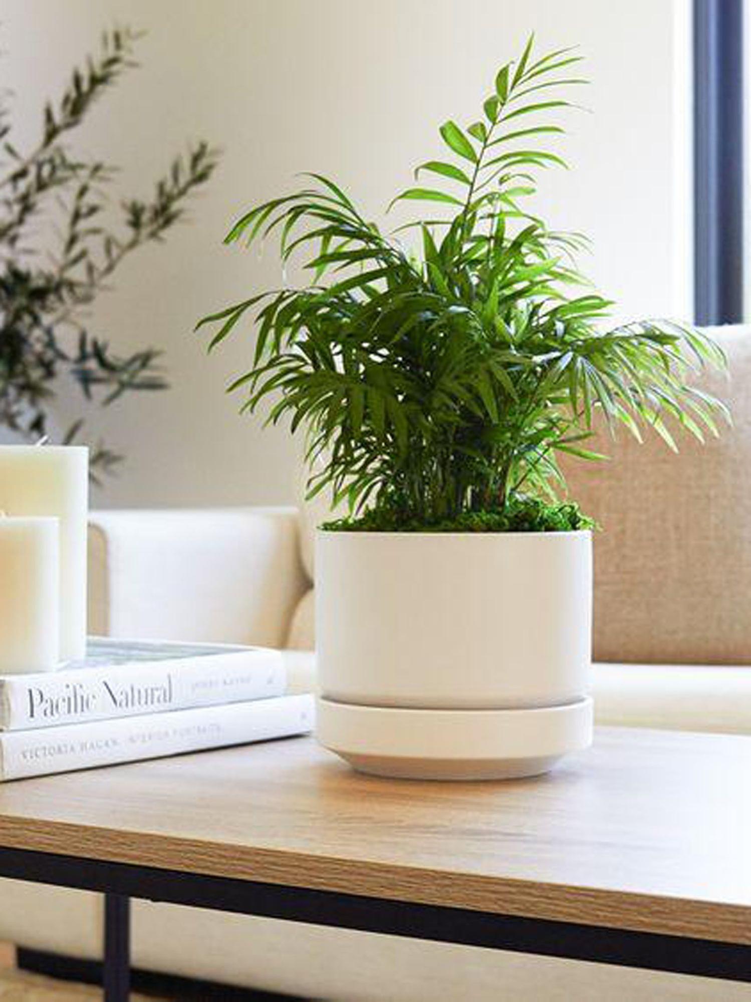 Parlor Palm Medium (1 ½ ft tall) + Scandinavian Ceramic Pot | Léon & George